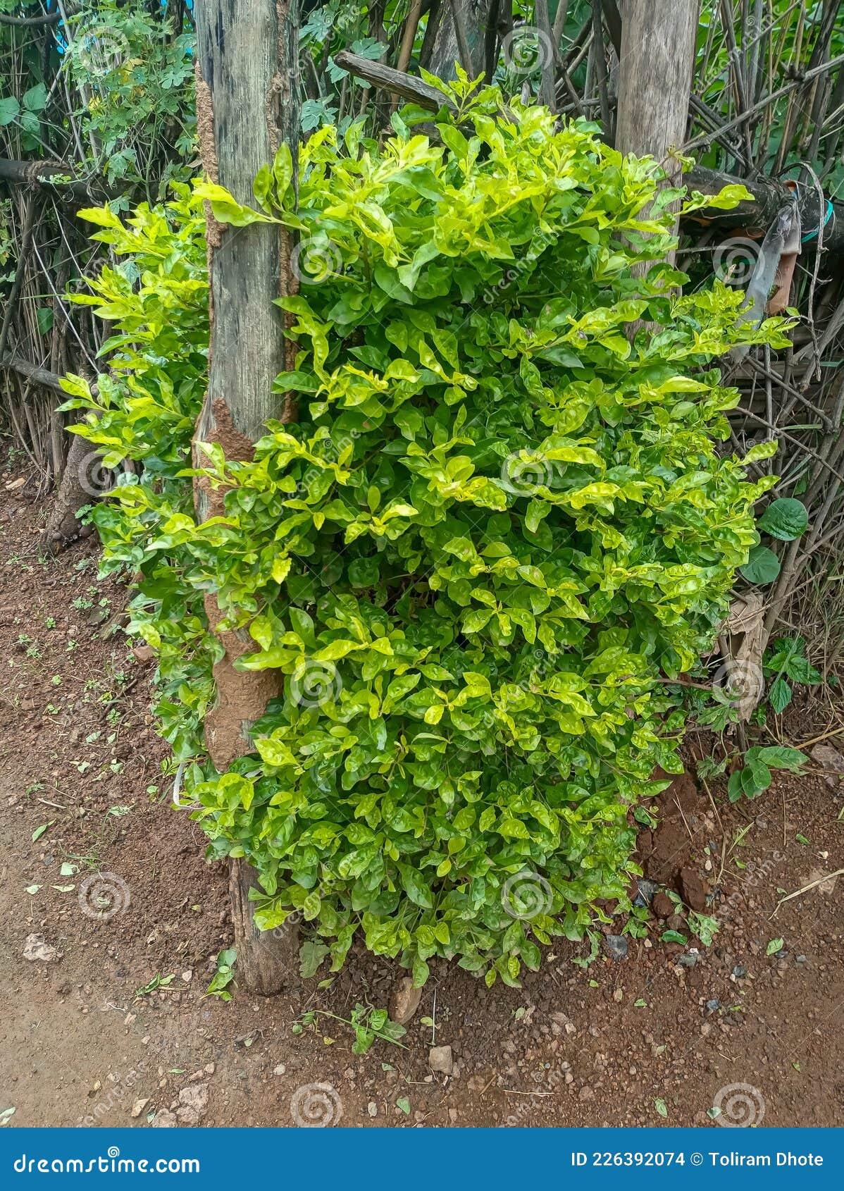 A Green Duranta Erecta Plant. Stock Photo - Image of food, branch ...