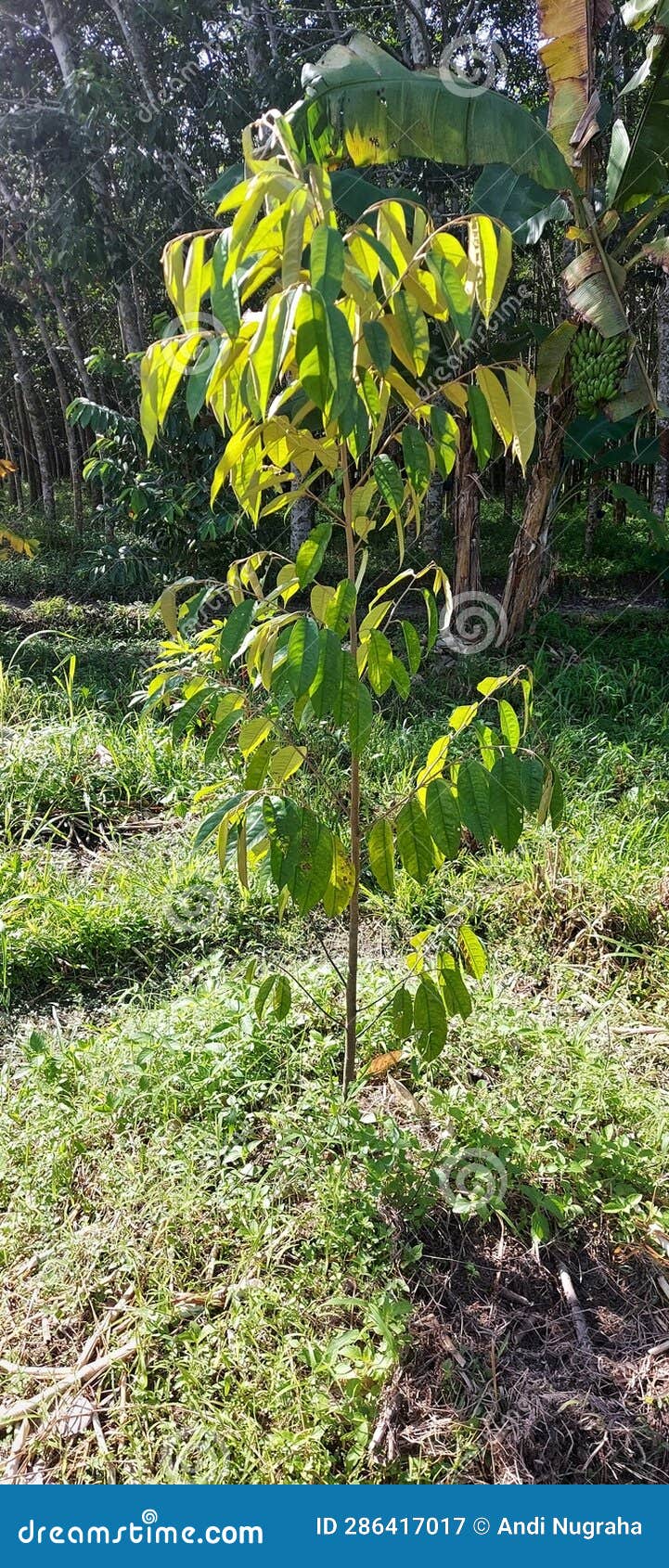 Green Durian Tree in the Garden Stock Image - Image of vegetation ...