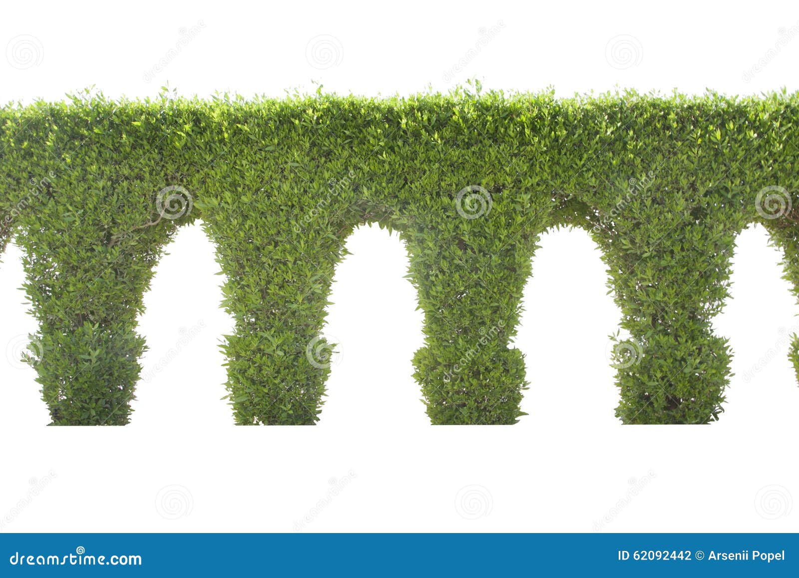Green Dwarf Tree Arch Wall on a White Background Stock Photo - Image of ...