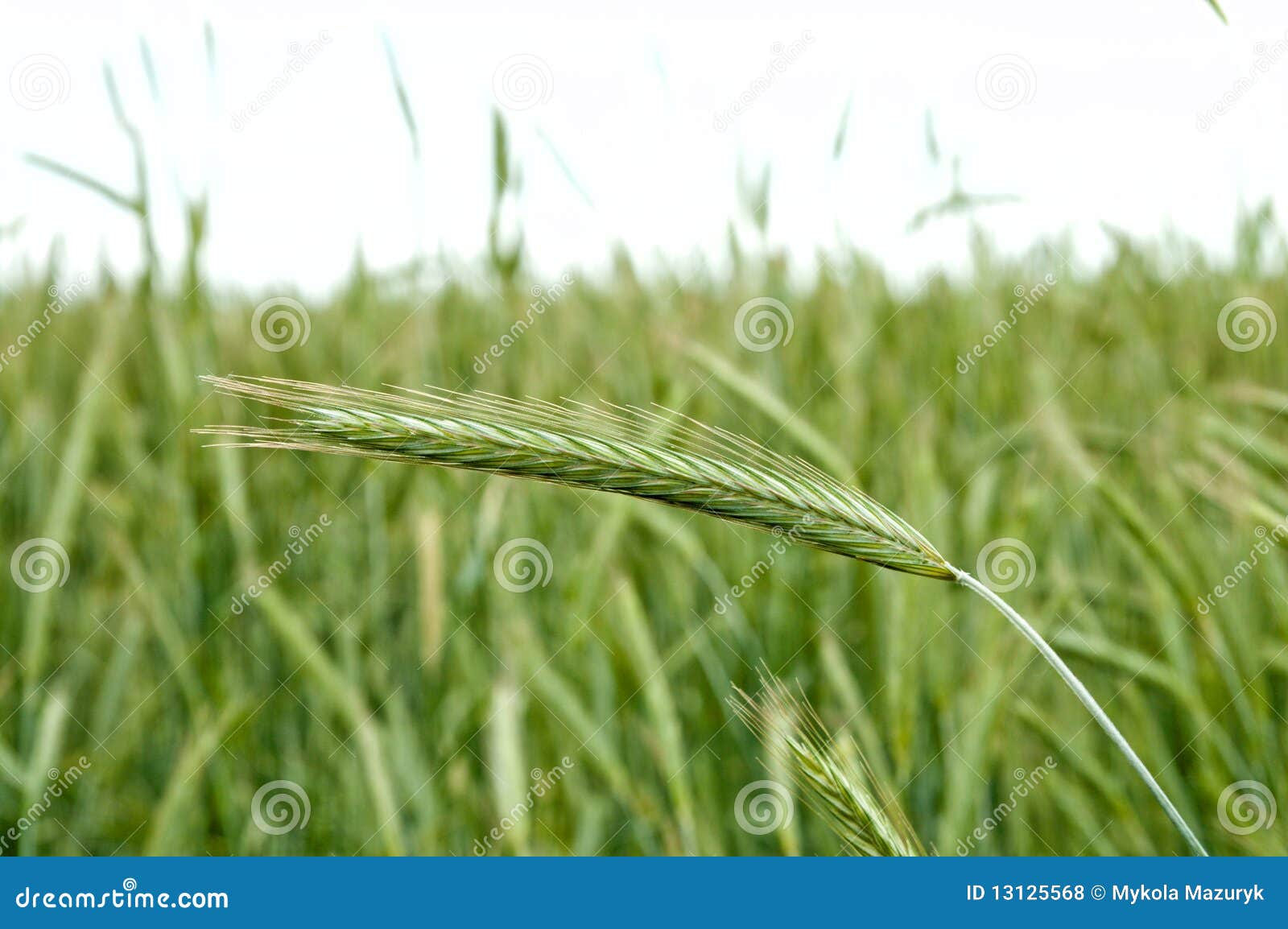 Green ear stock photo. Image of field, agriculture, farm - 13125568