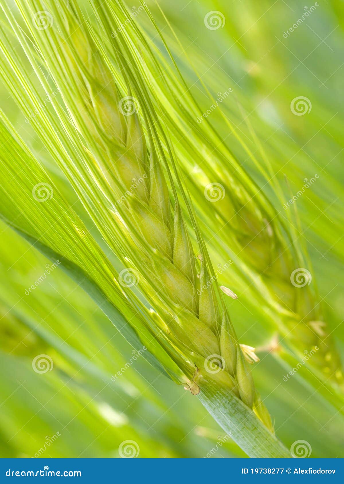 Green ear. stock image. Image of bright, macro, closeup - 19738277