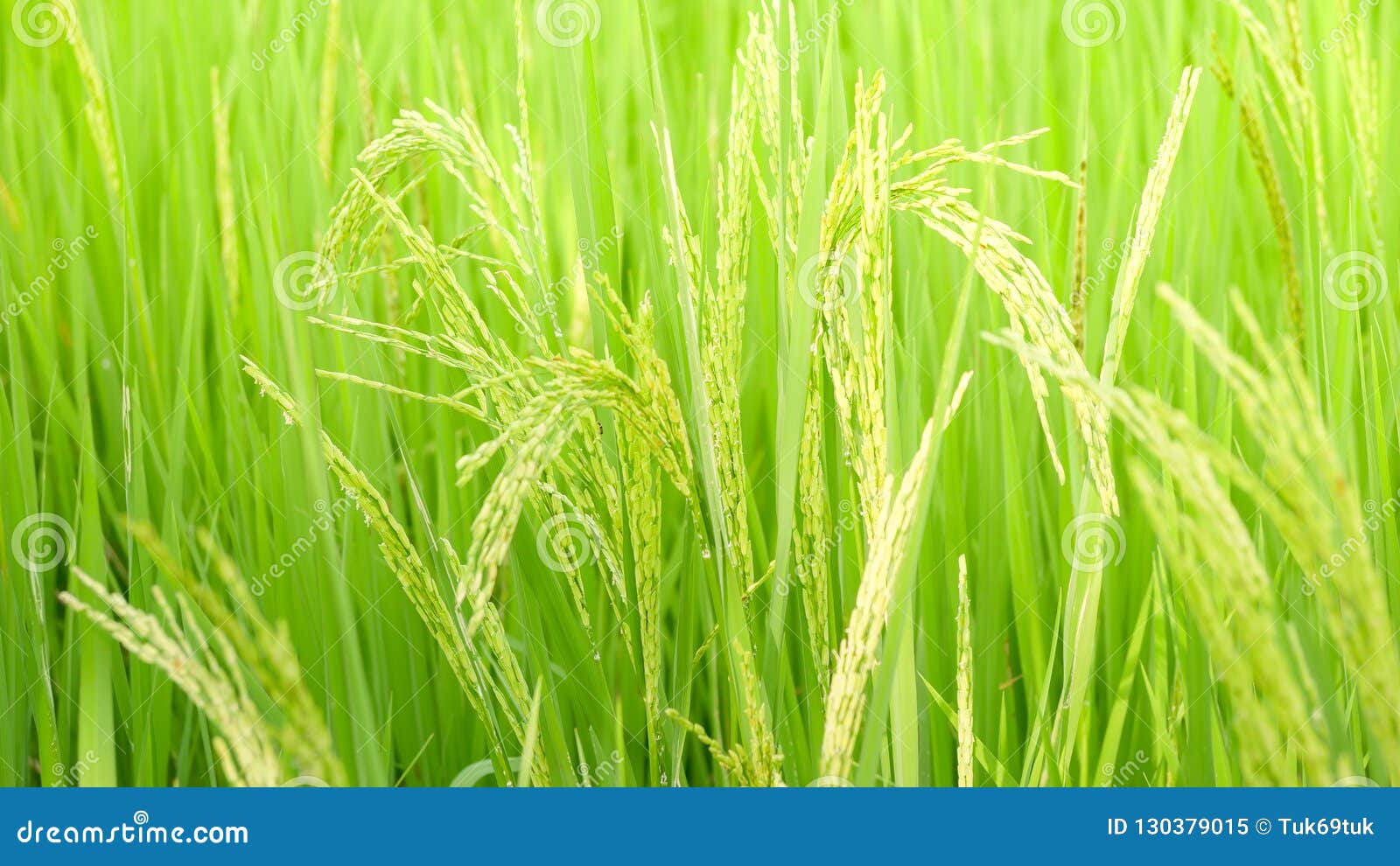 Green Ear of Rice in Paddy Rice Field Stock Image - Image of asia ...