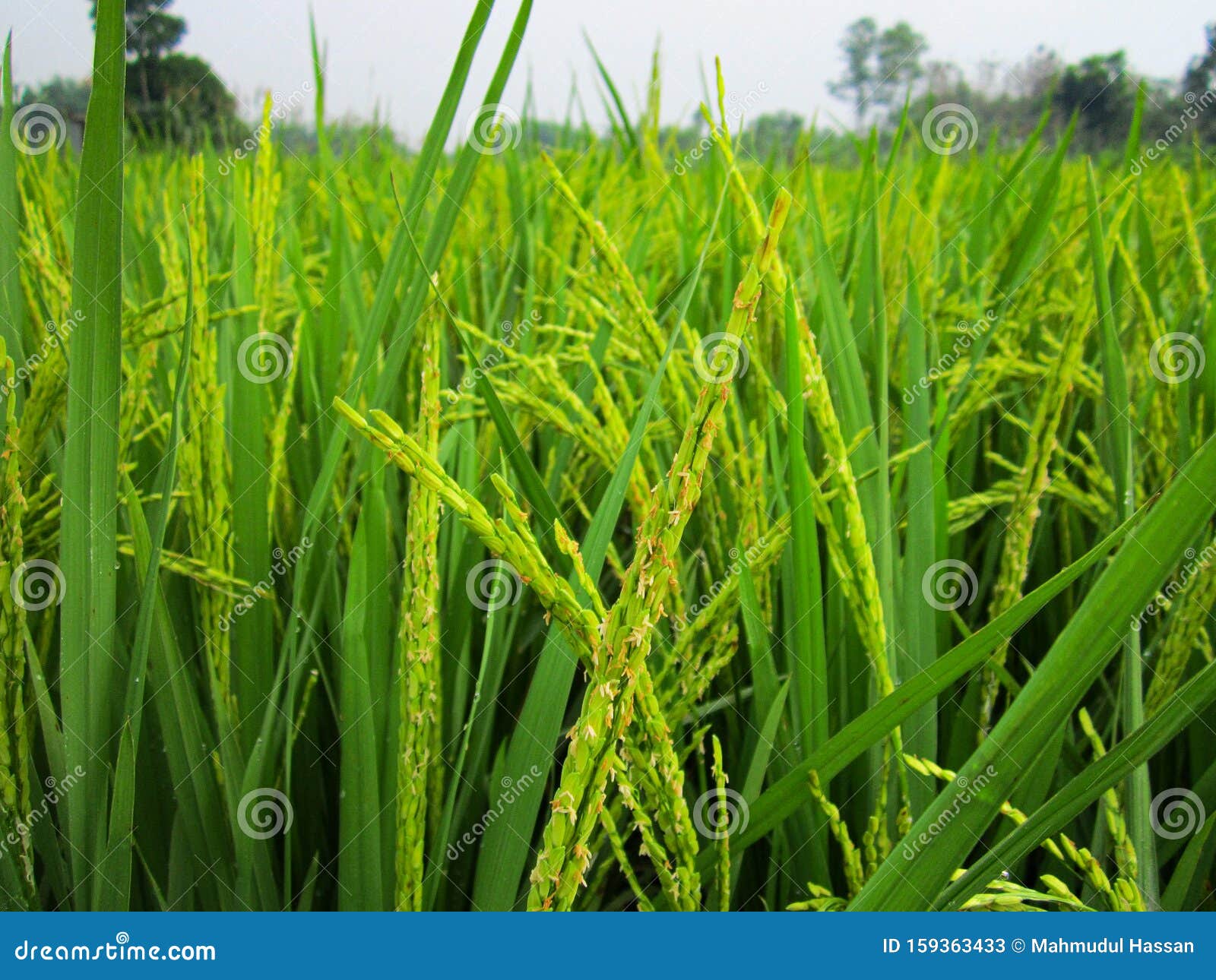Green Ear of Rice in Paddy Rice Field. Green Rice Farm Stock Image ...