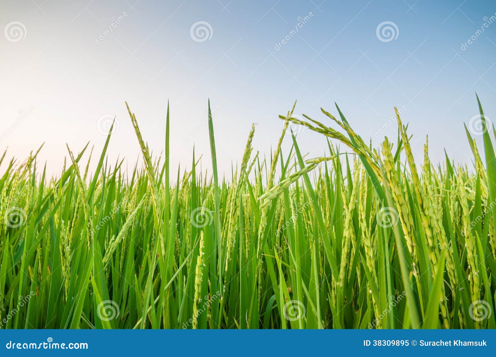 Green Ear of Rice in Paddy Rice Field Stock Image - Image of harvest ...