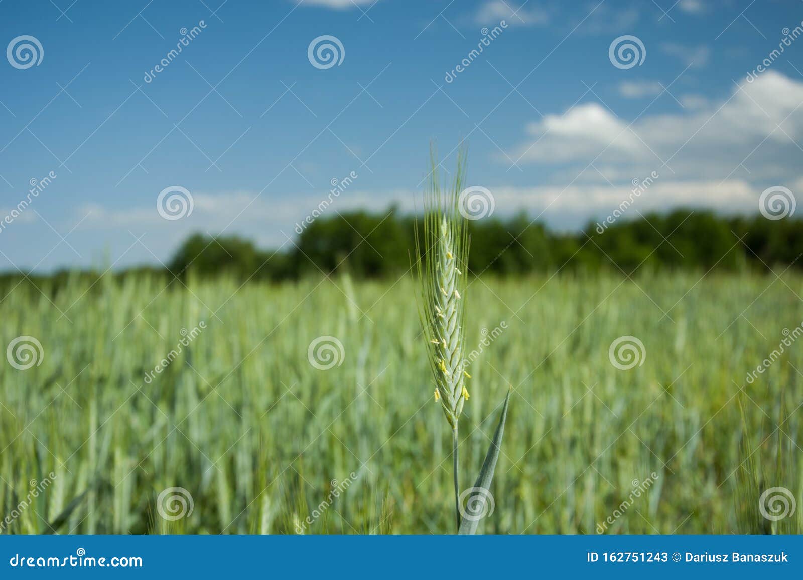Green Ear of Triticale in a Field, Trees and Sky in the Background ...