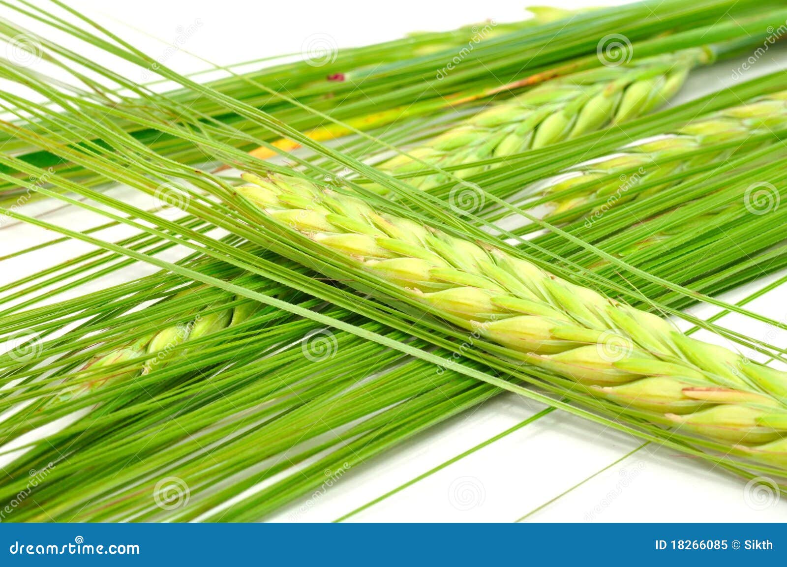 Green Ears of Barley stock image. Image of agrarian, august - 18266085