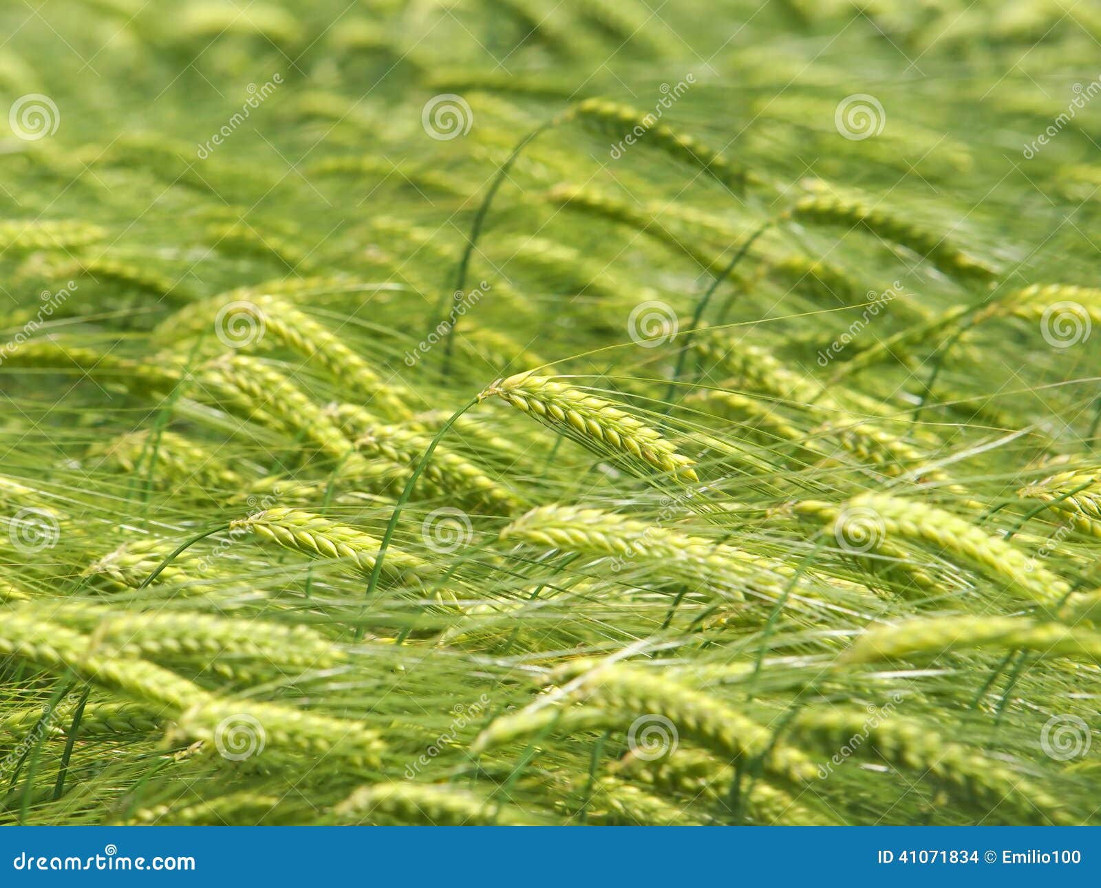 Green ears of barley stock photo. Image of summer, food - 41071834