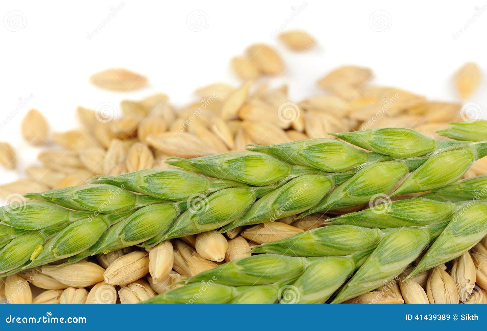Green Ears and Barley Grains Close-Up Stock Image - Image of grains ...
