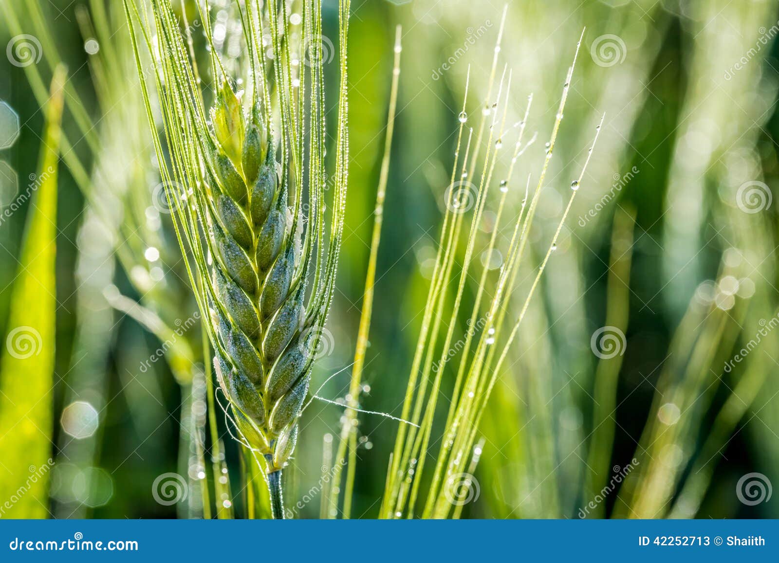 Green Ears of Corn in a Field Stock Image - Image of locations ...