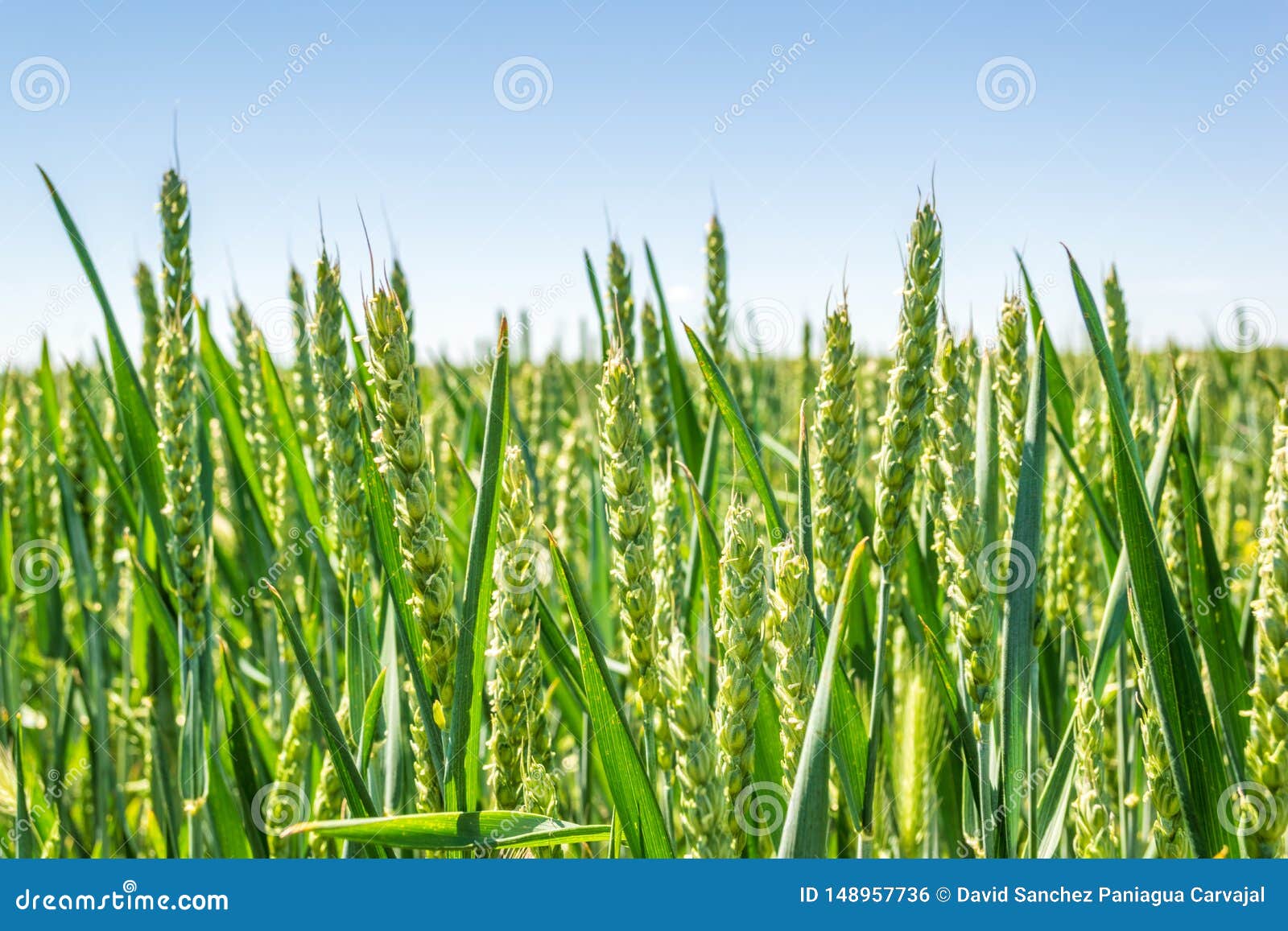 Green Ears of Corn in the Field during Spring Stock Photo - Image of ...