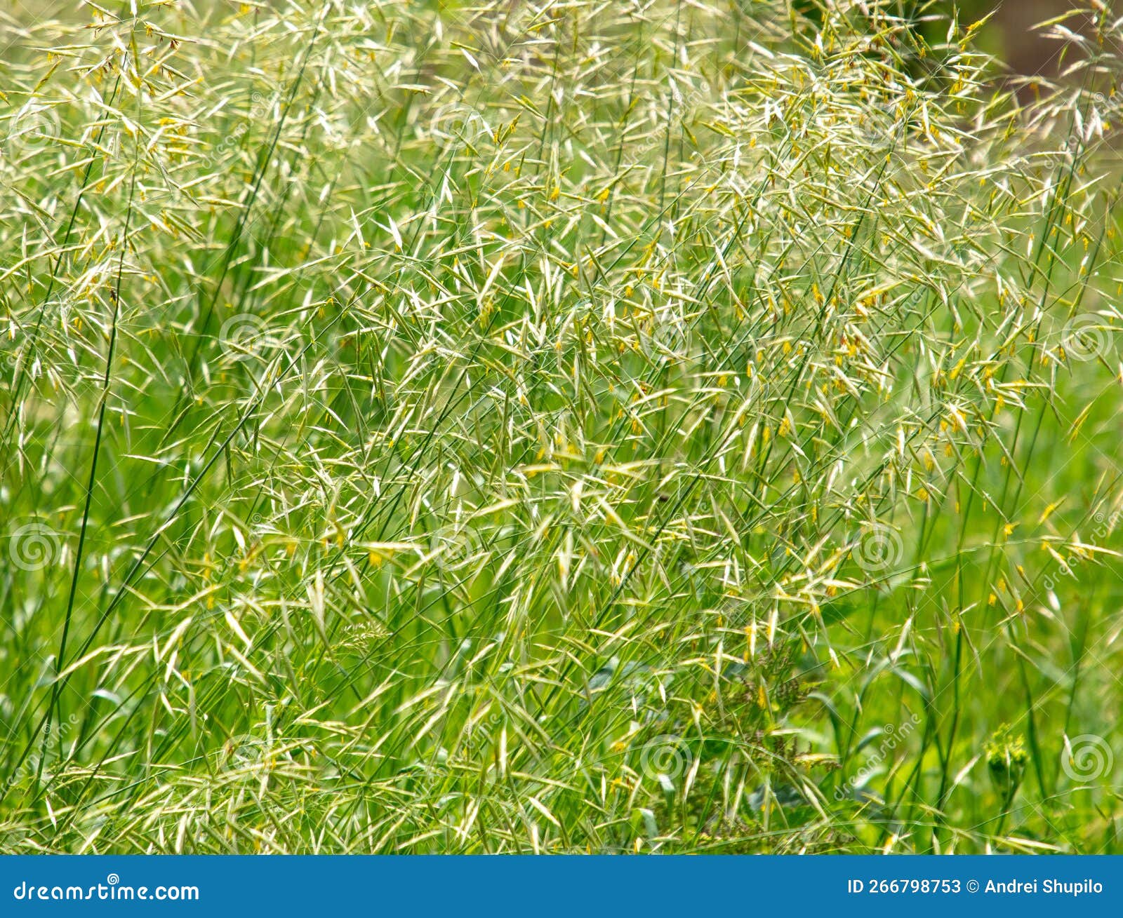 Green Ears of Corn on the Grass in Nature. Stock Image - Image of ...