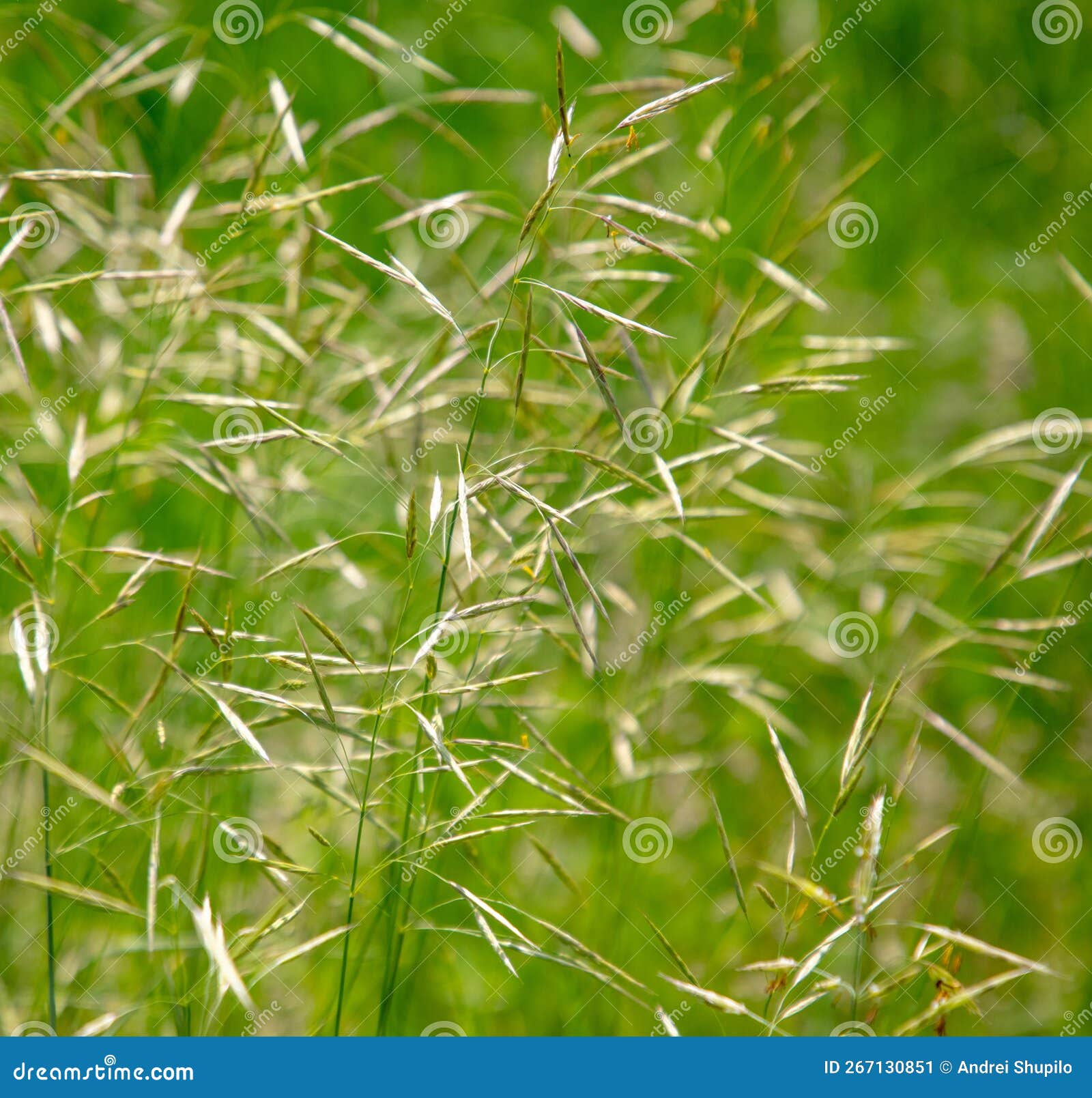 Green Ears of Corn on the Grass in Nature. Stock Image - Image of ...