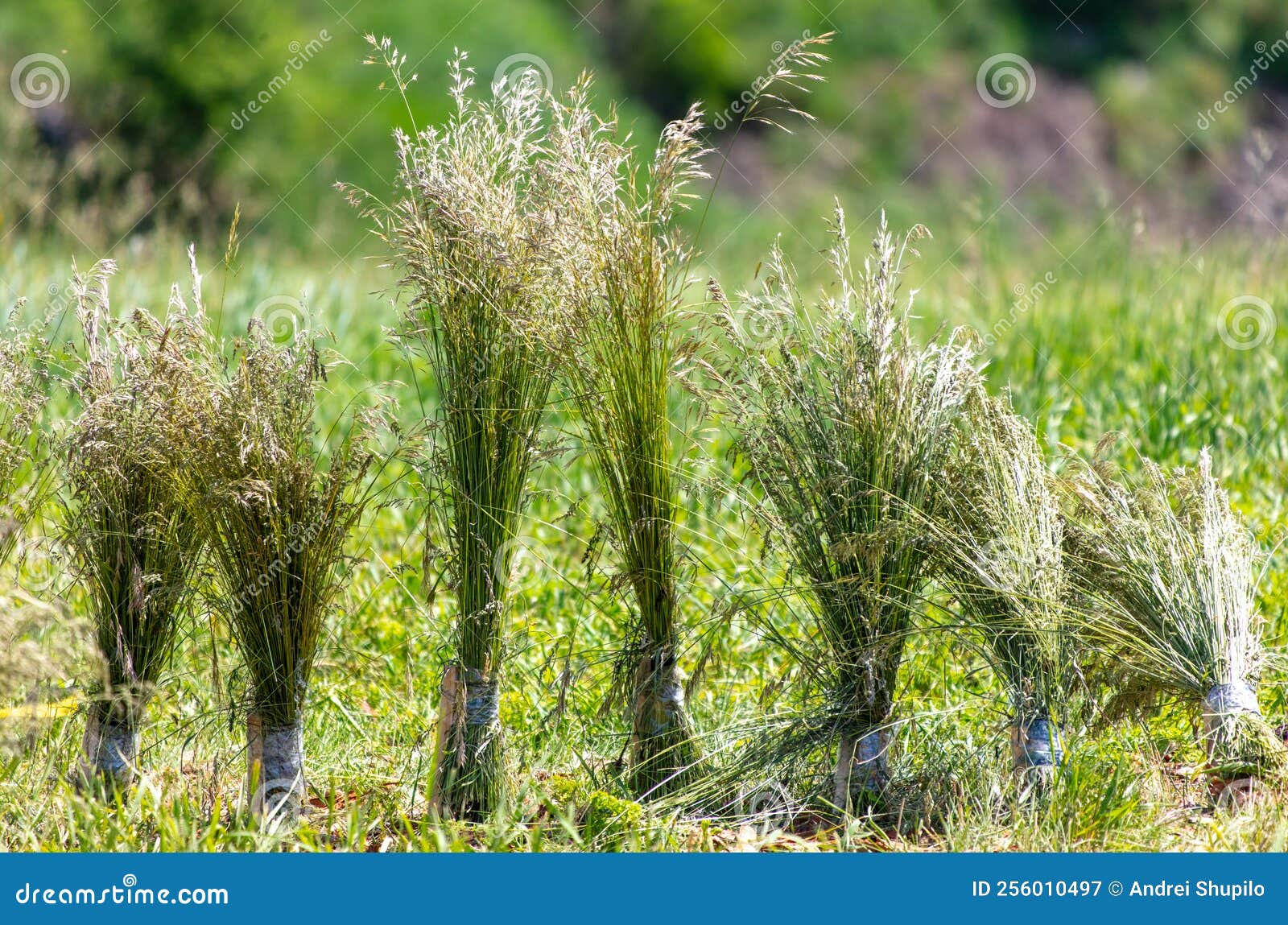 Green Ears of Corn on the Grass in Summer. Stock Image - Image of field ...