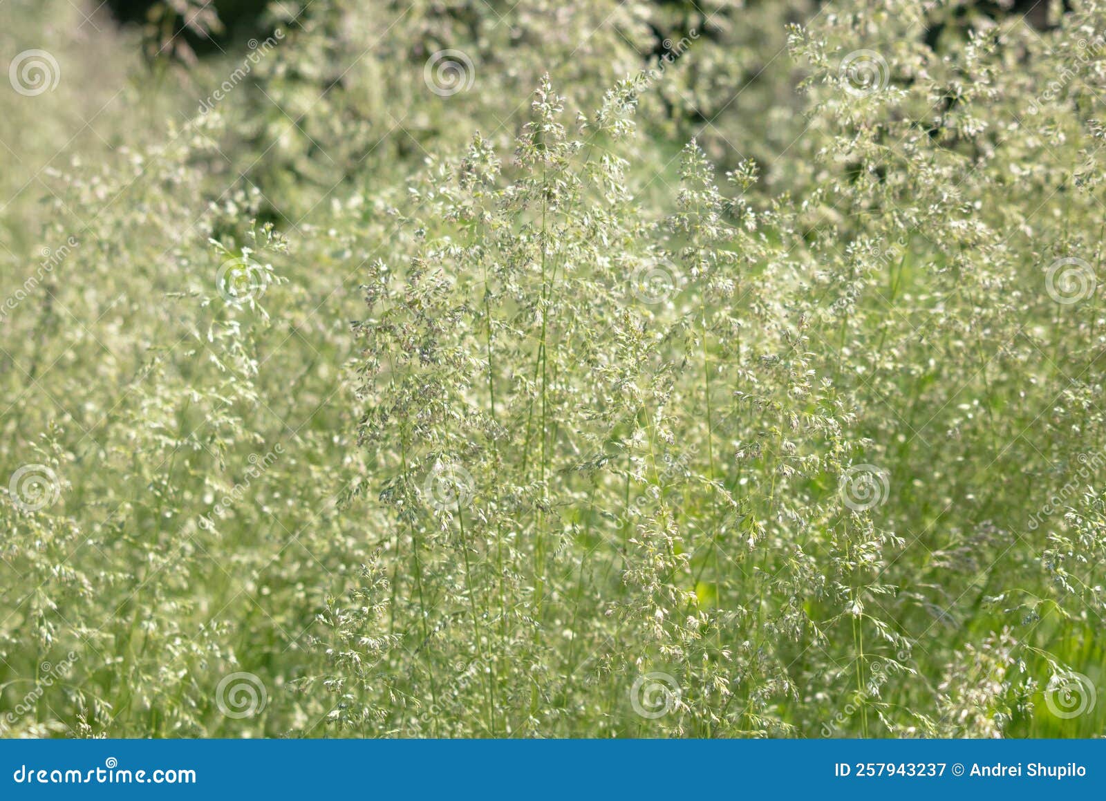 Green Ears of Corn on the Grass in Summer. Stock Image - Image of ...
