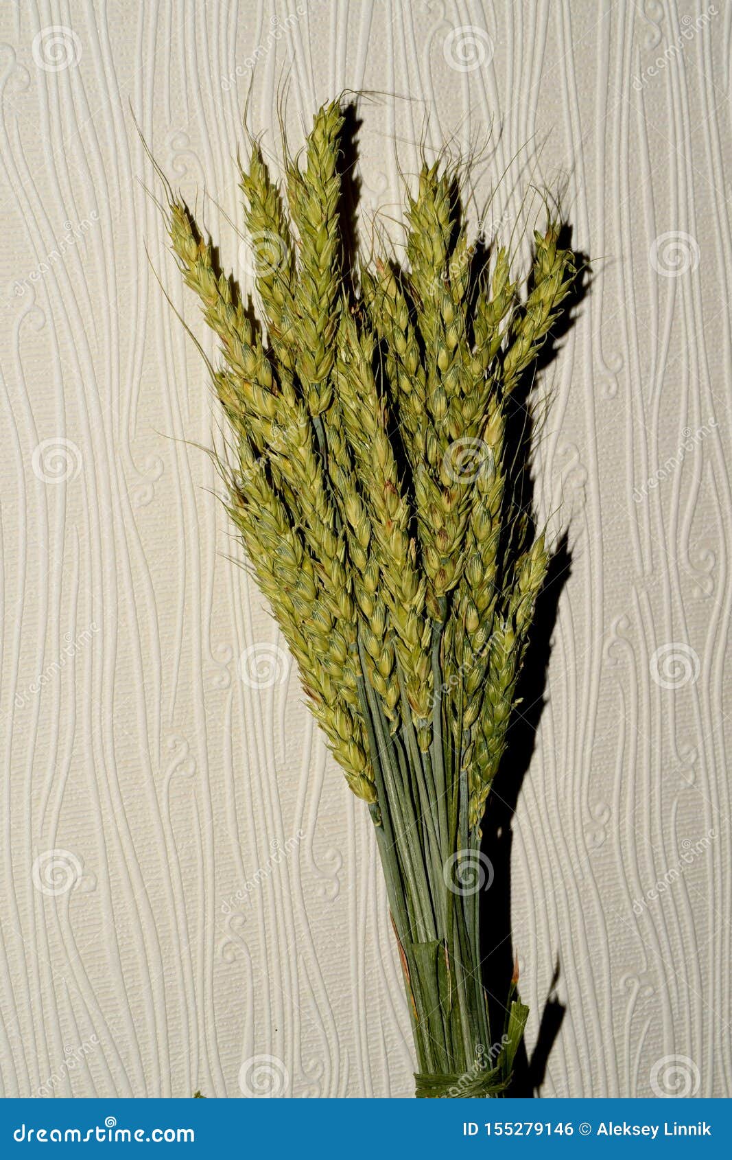 Green Ears of Corn, Unprocessed Wheat Stock Photo - Image of sliced ...
