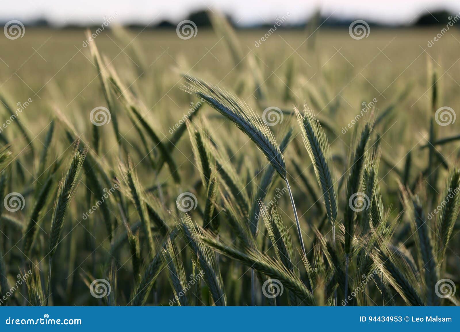 Green ears stock image. Image of grower, land, harvest - 94434953