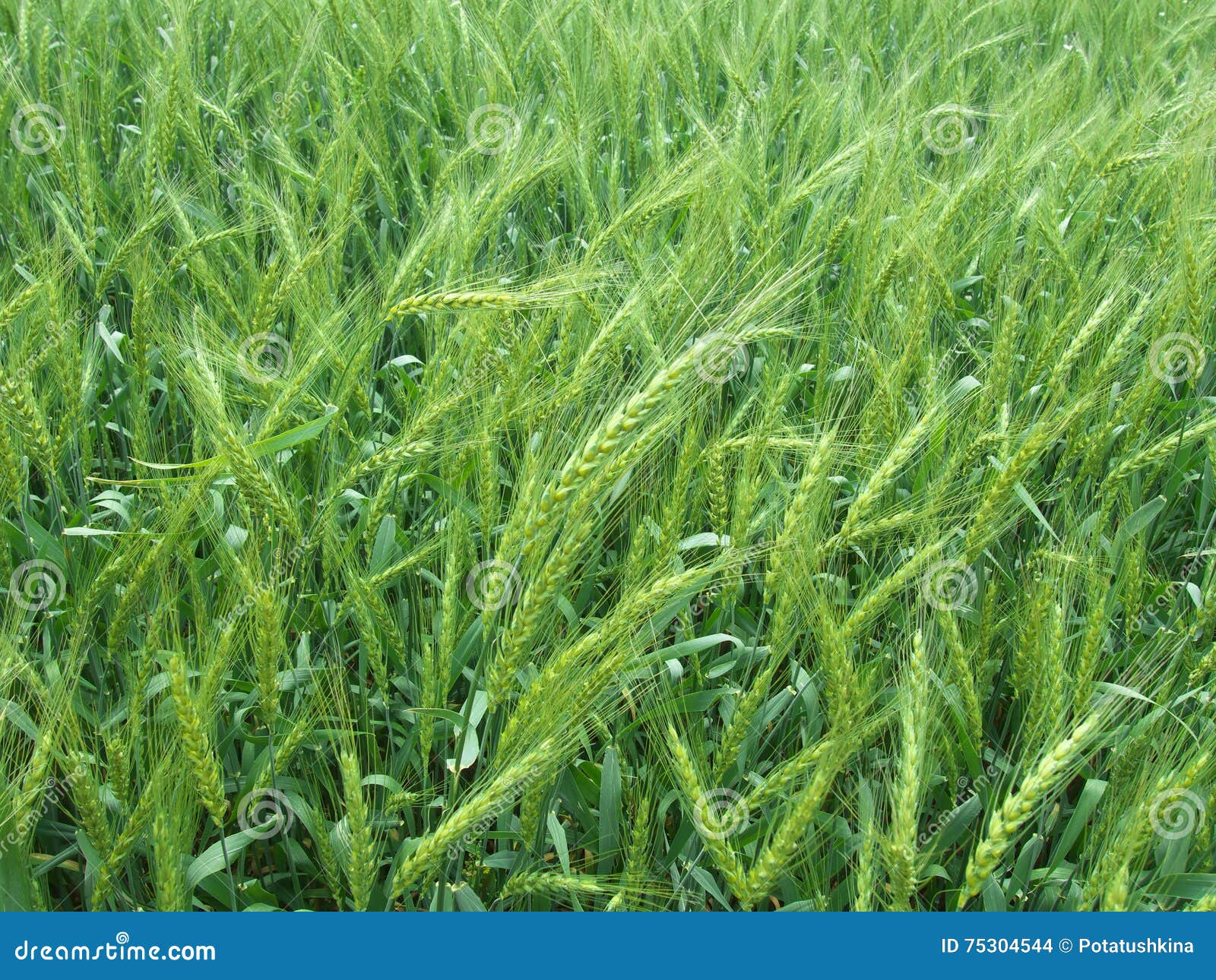 Green Ears of Rye in the Field Stock Photo - Image of healthy ...