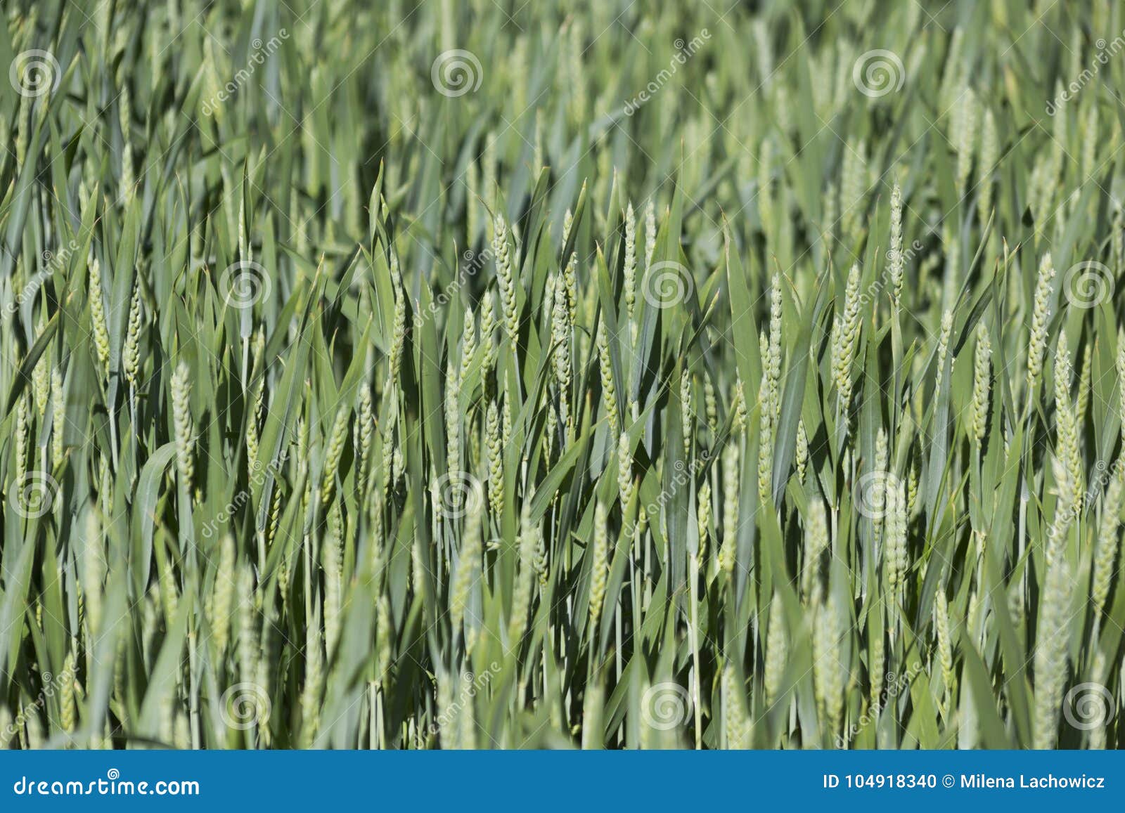 Ears on the field stock photo. Image of country, cereal - 104918340