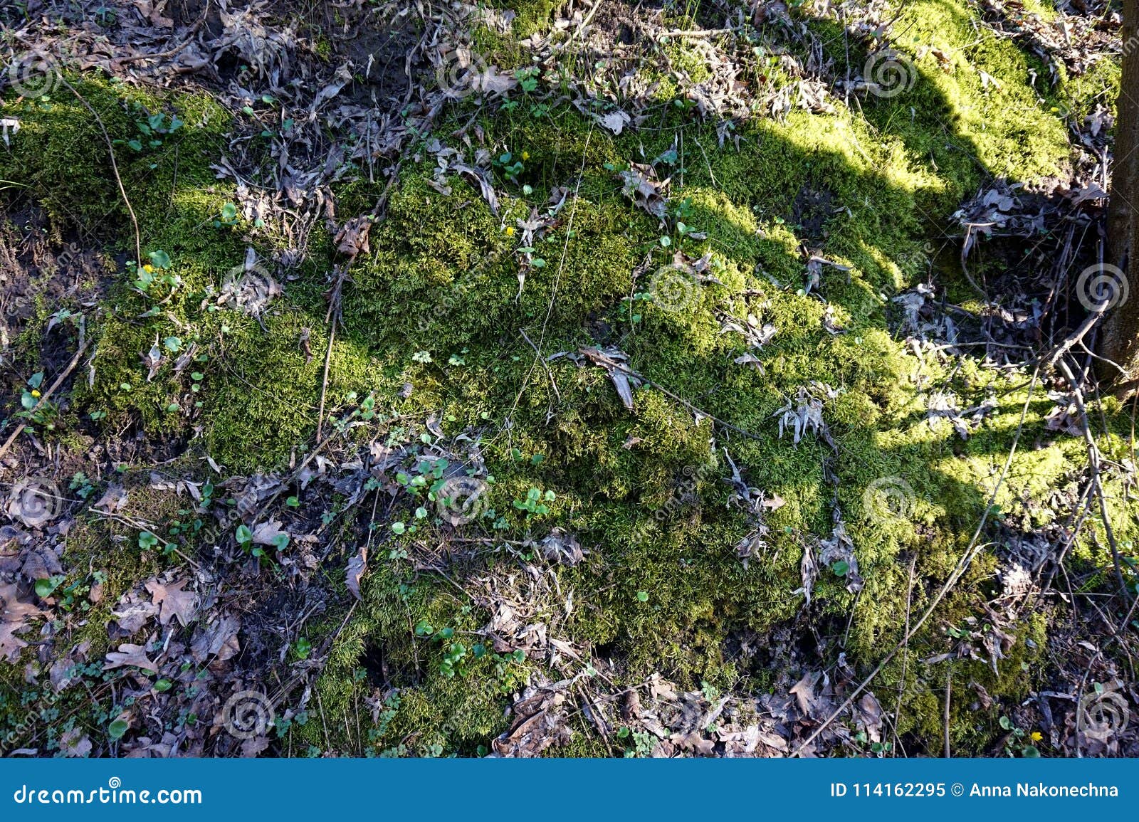 Green Earth Covered with Moss. . Stock Image - Image of leaves, beauty ...