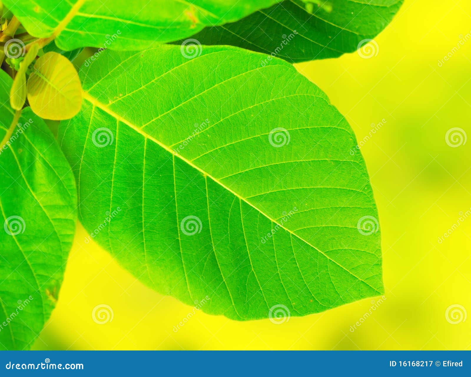 Green eaves stock image. Image of forest, tree, branch - 16168217