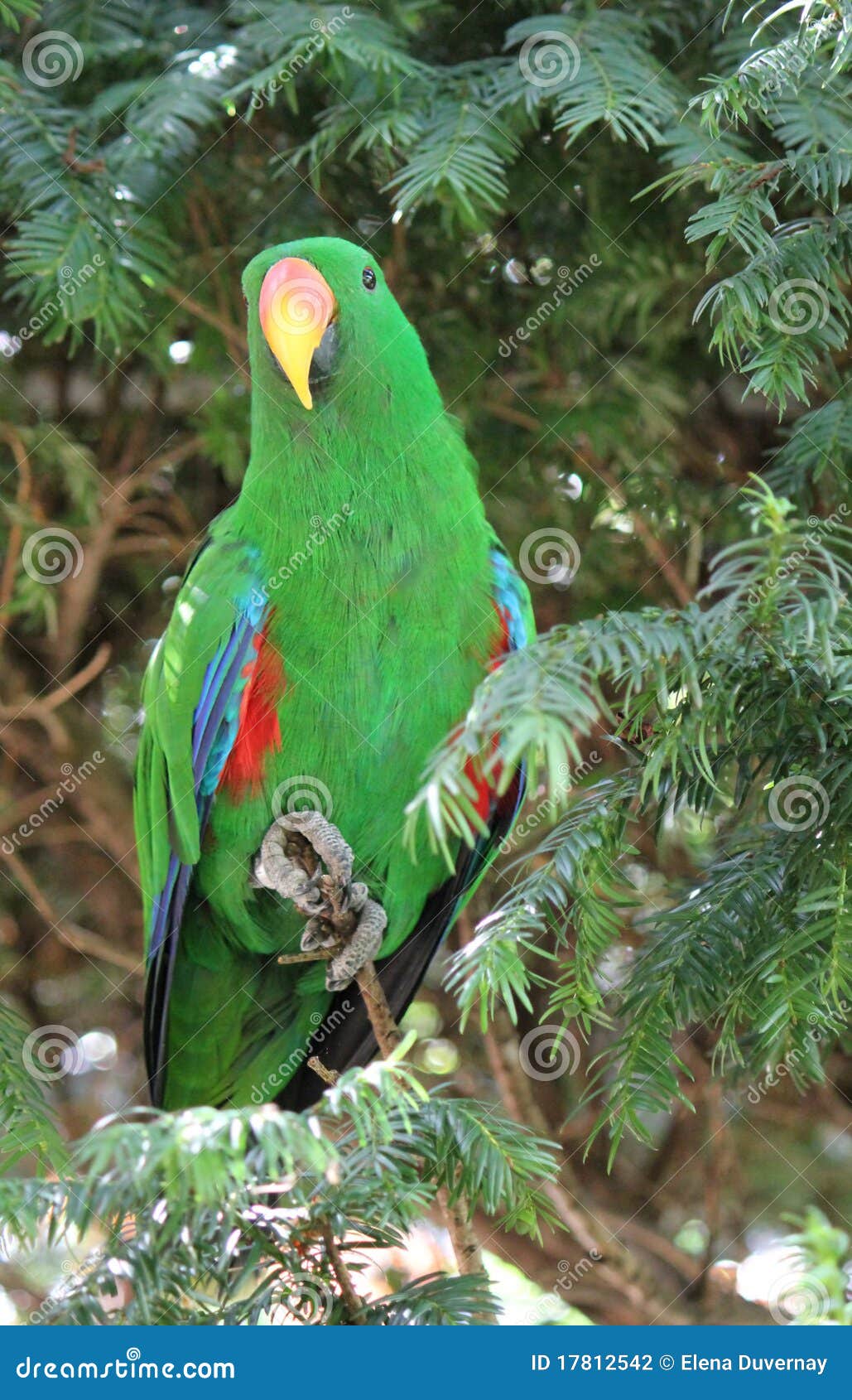 Green eclectus parrot stock photo. Image of domestic - 17812542