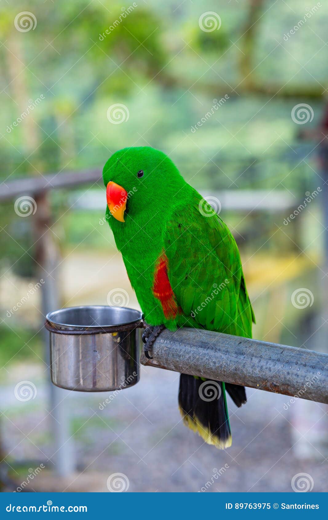 Green eclectus parrot bird stock image. Image of wild - 89763975