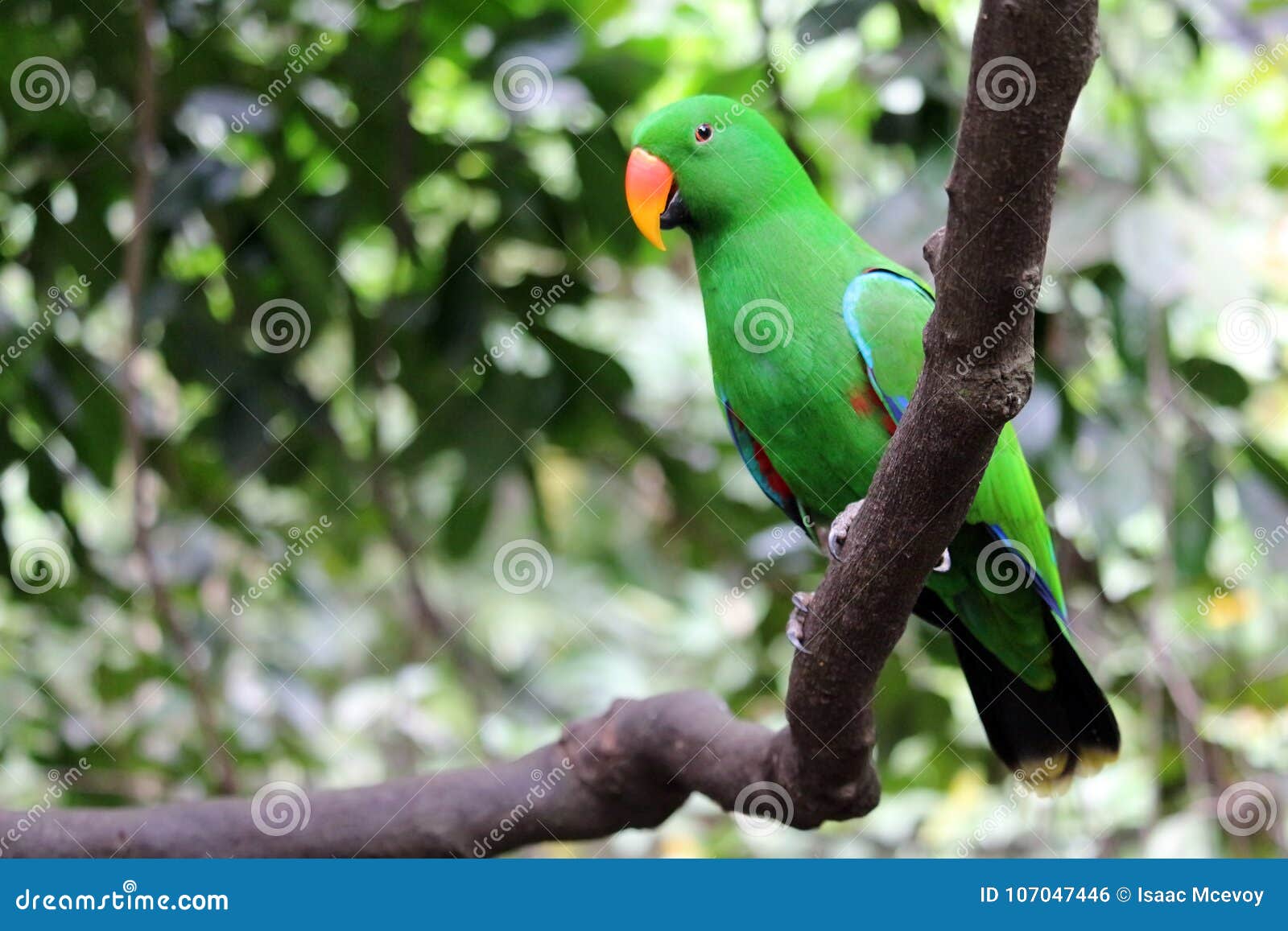 Green Eclectus Parrot stock photo. Image of bright, animal - 107047446