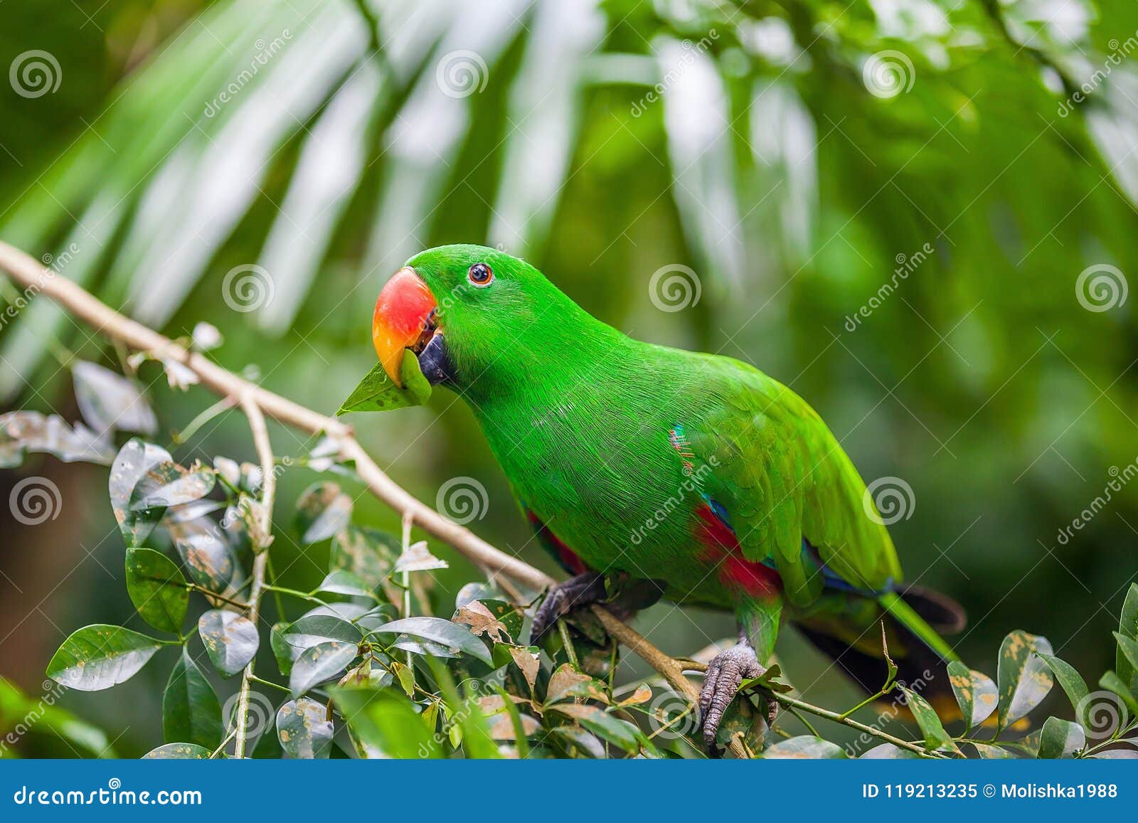 Green Eclectus Parrot Sitting on Branch Stock Image - Image of closeup ...