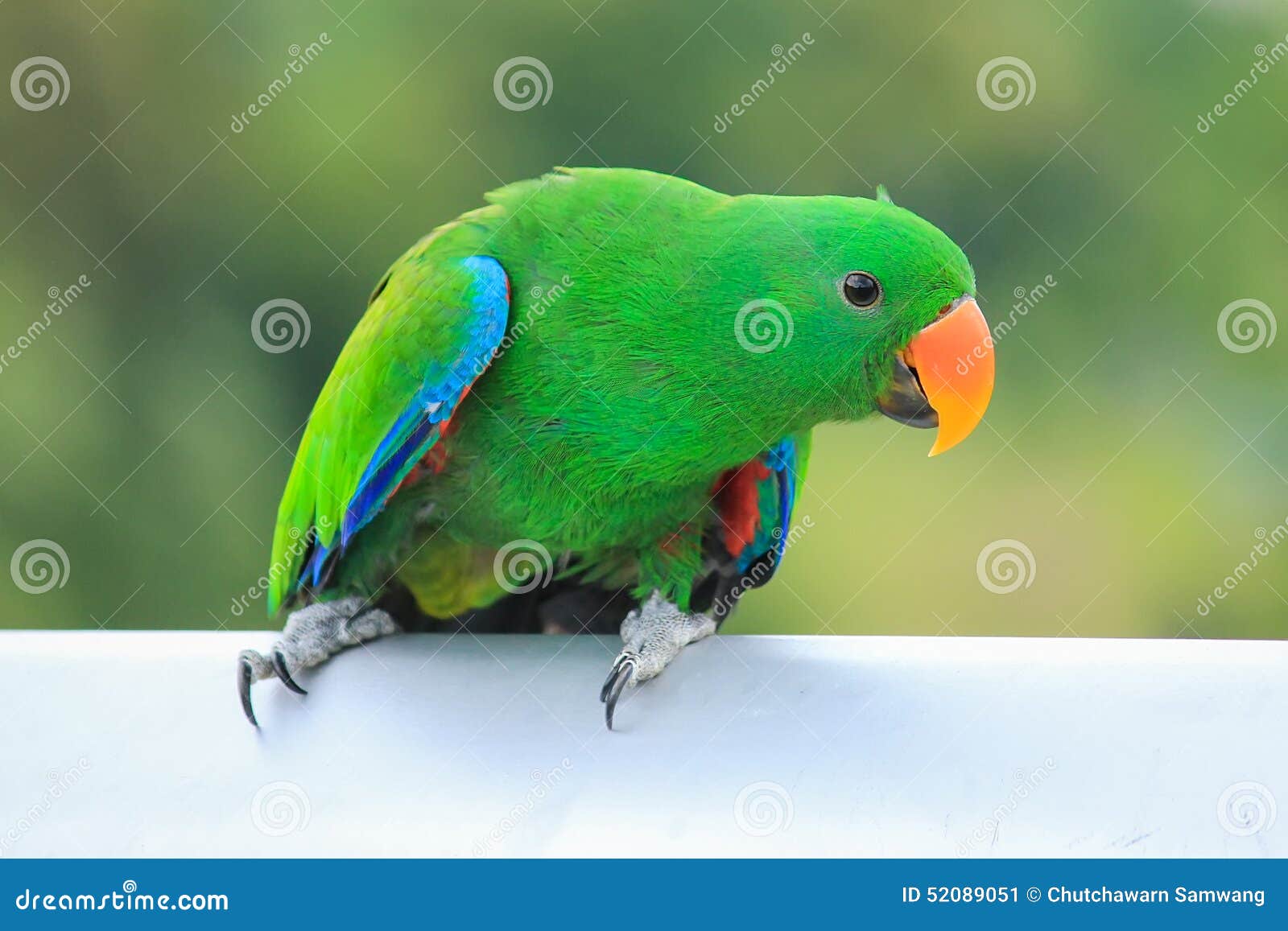 Green eclectus parrots stock image. Image of male, wildlife - 52089051