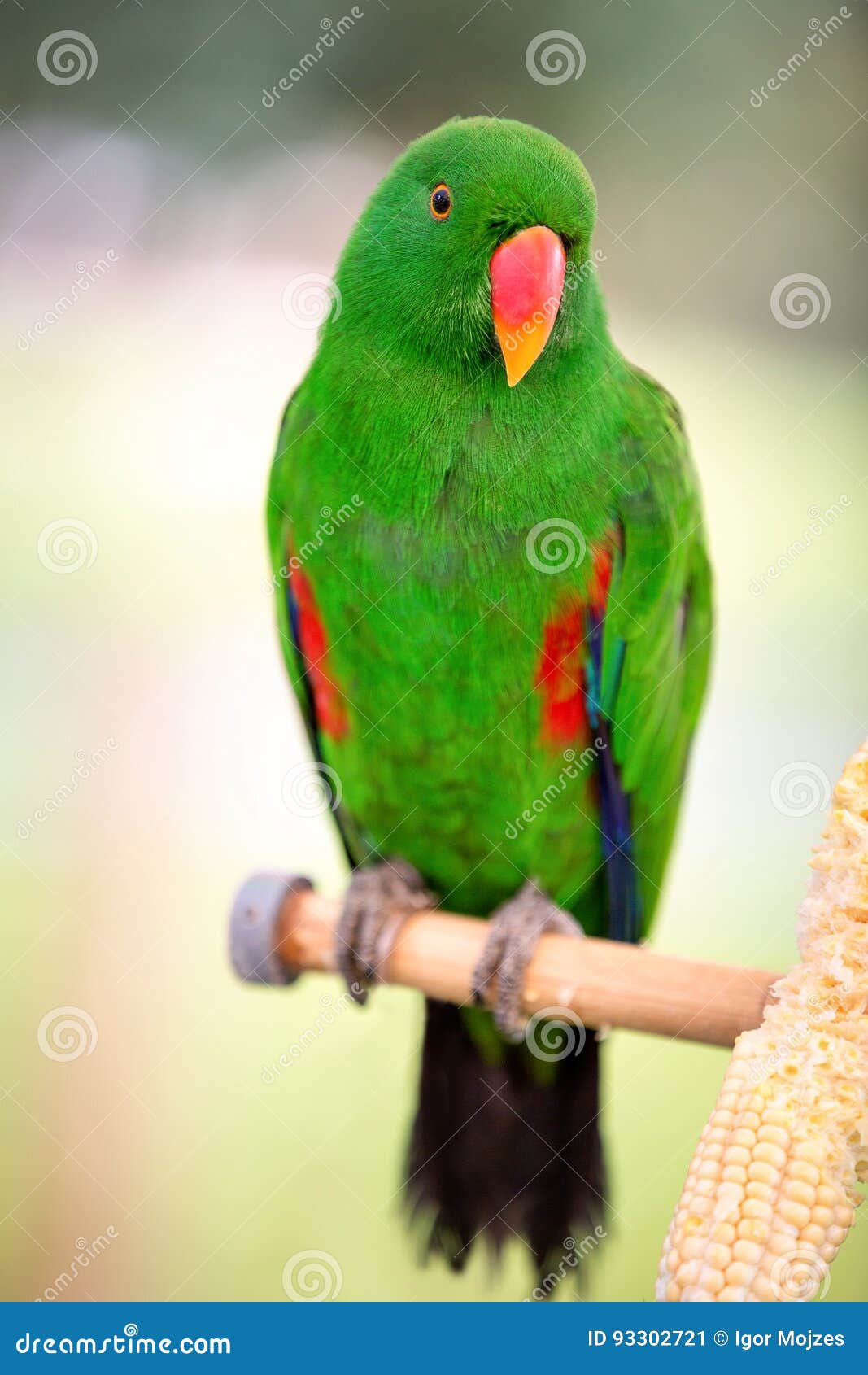 Green eclectus parrots stock image. Image of portrait - 93302721