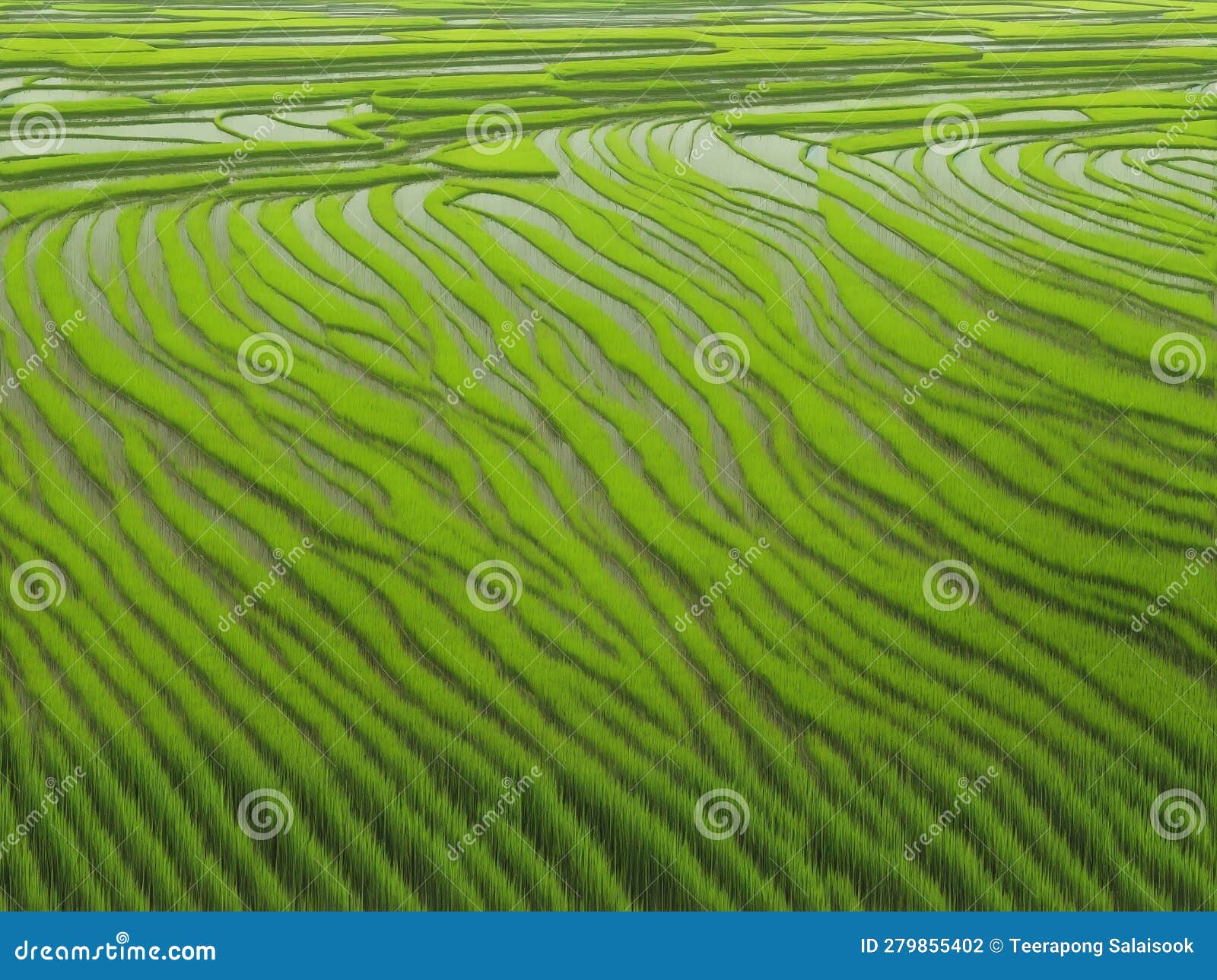 Green Ecology Rice Field, Generative AI Illustration Stock Illustration ...