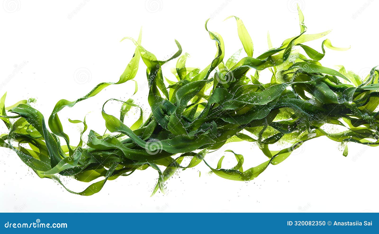 Green Edible Algae Sea Weed Stock Photo - Image of white, design: 320082350