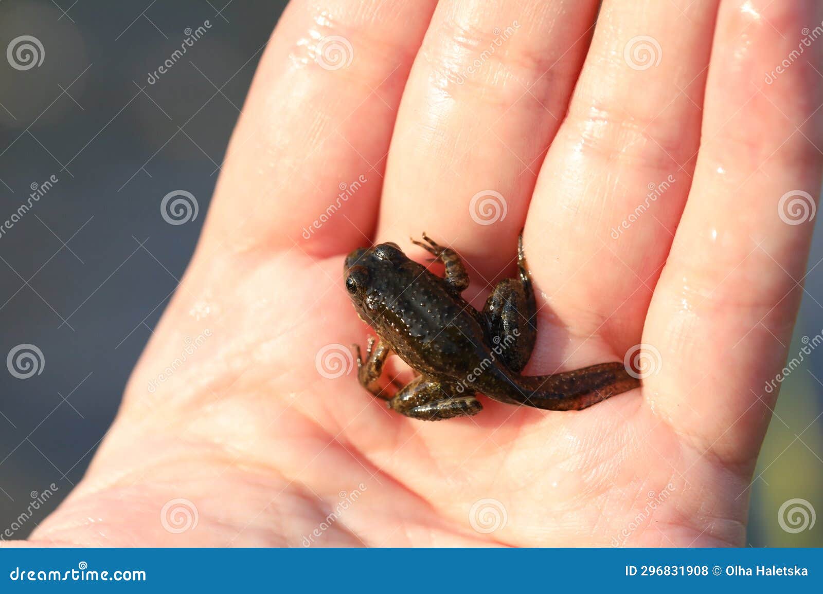 Green Edible Frogs In A Hand With Green Background Stock Photography ...