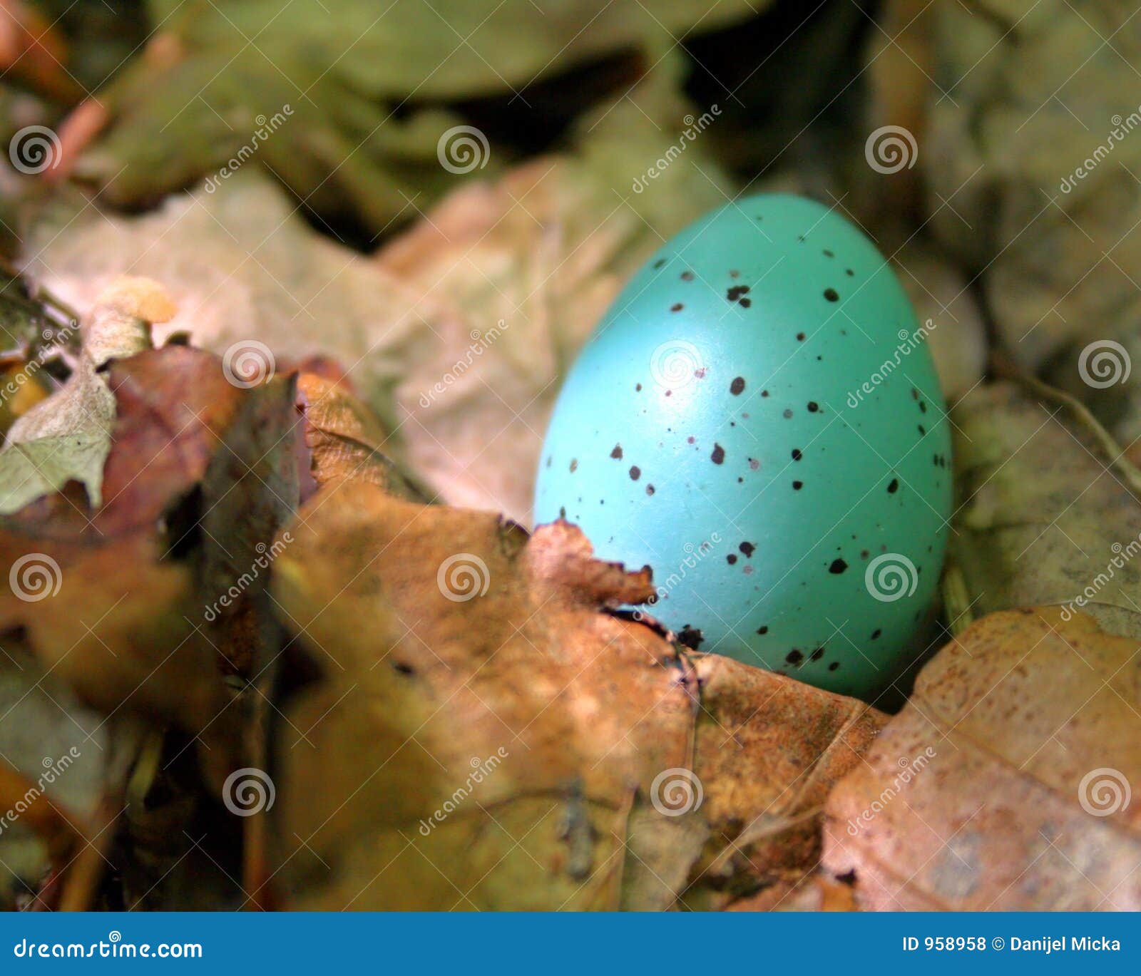 Green Egg Picture. Image: 958958