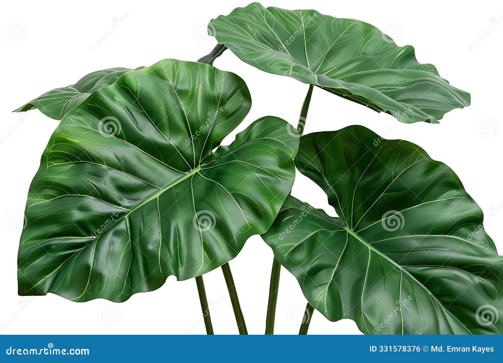 Green Elephant Ear Leaves with a Distinctive Leaf Shape. Colocasia ...