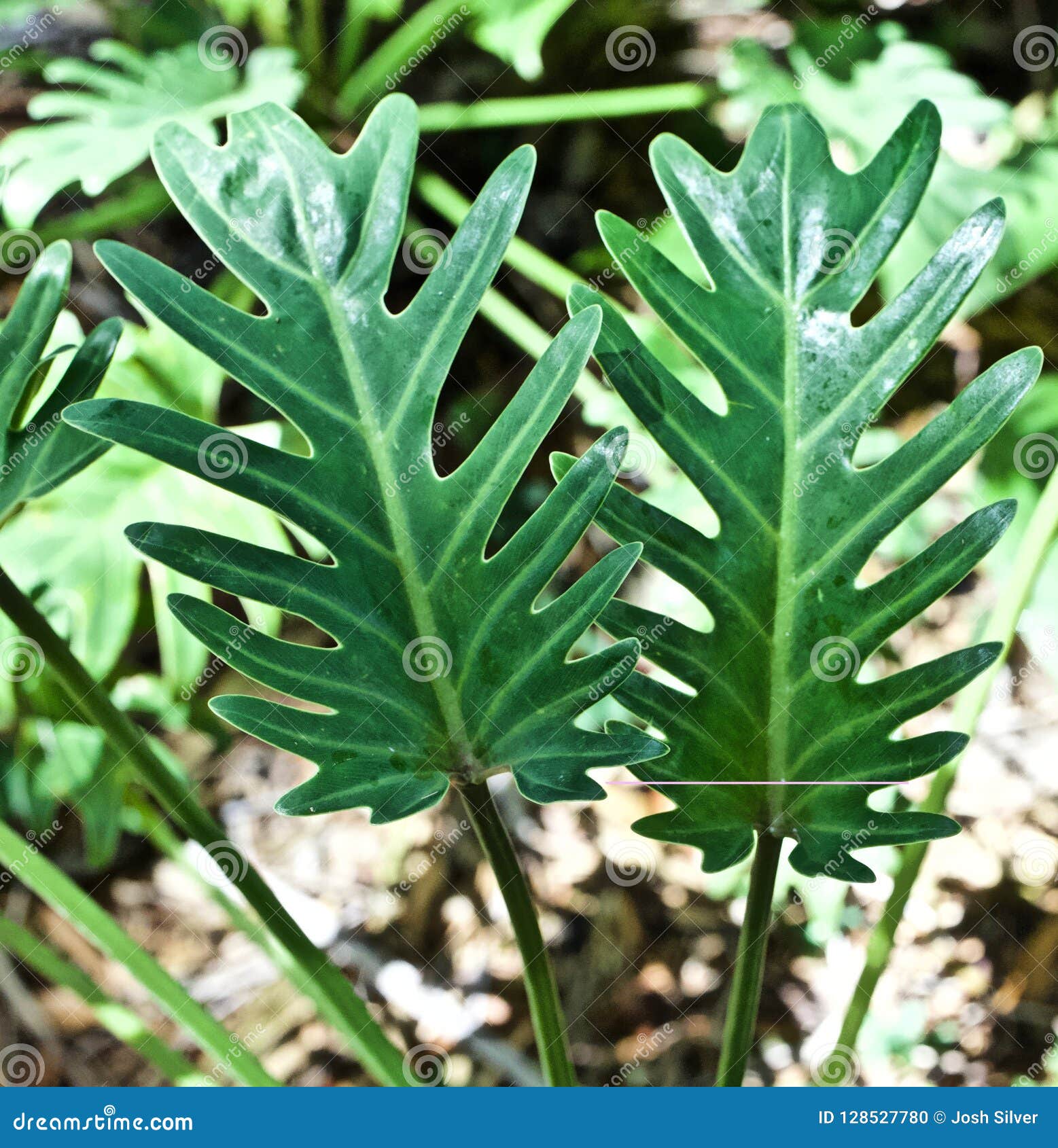 Green Elephant Ears stock photo. Image of spiney, vegetation - 128527780