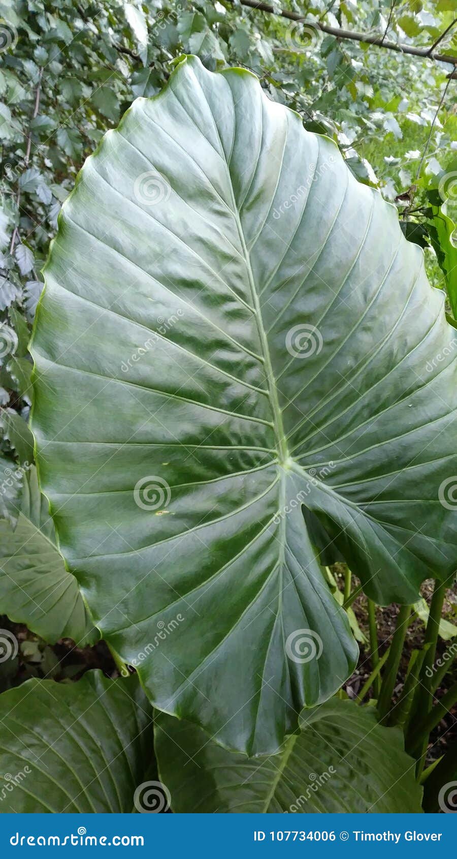 Green elephant leaf stock photo. Image of elephant, leaf - 107734006