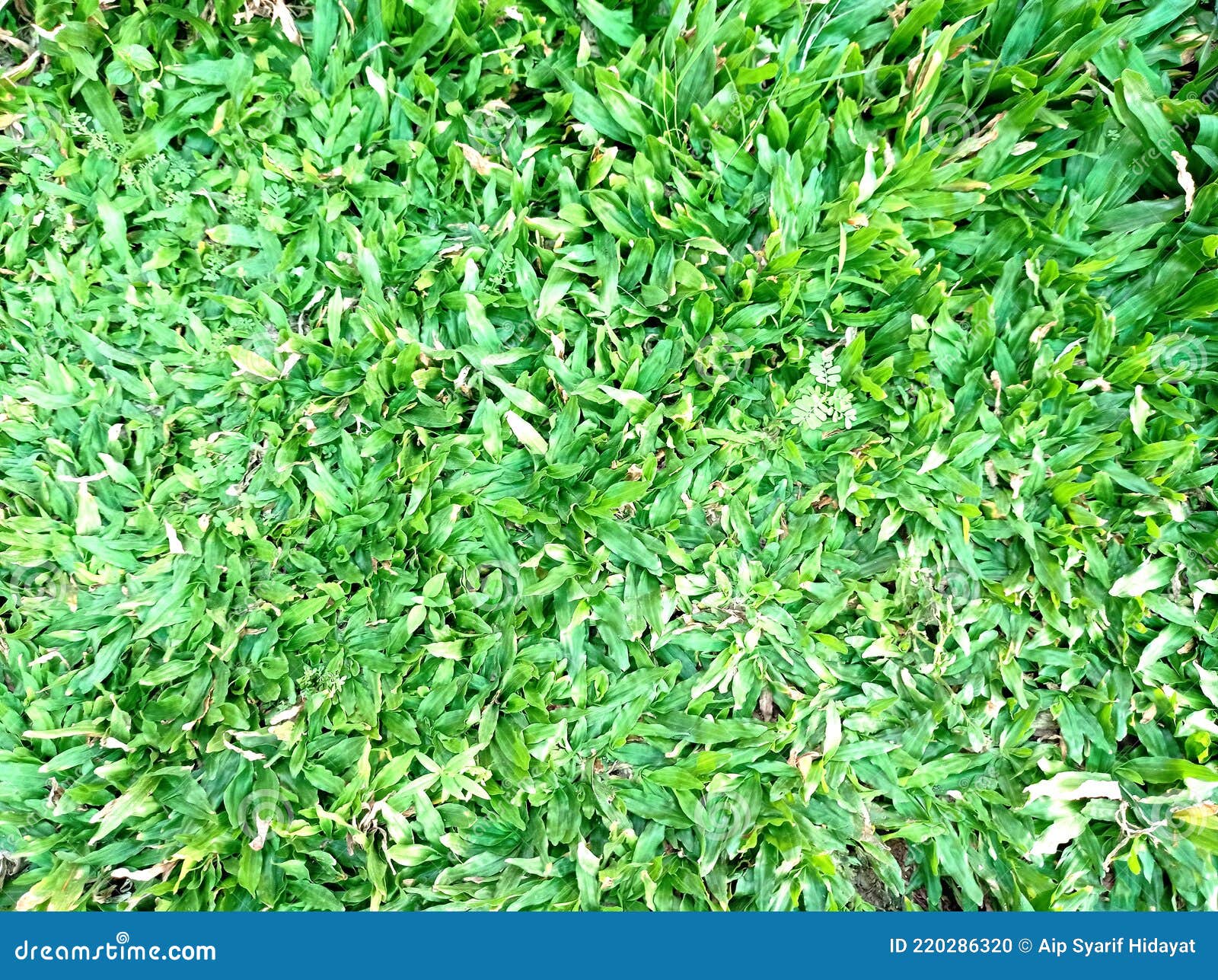 Green Elephant Mini Grass in the Front Garden House Stock Photo - Image ...