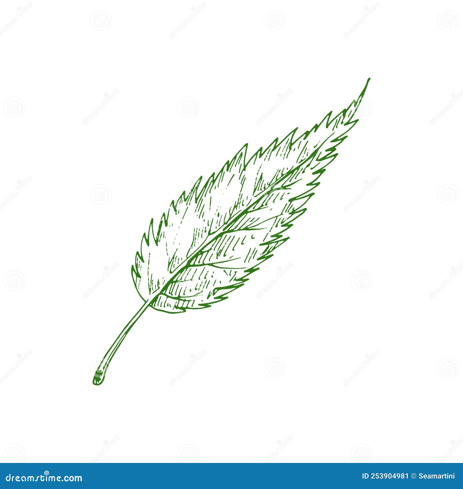 Green Elm or Ash Tree Leaf Isolated Linear Sketch Stock Vector ...