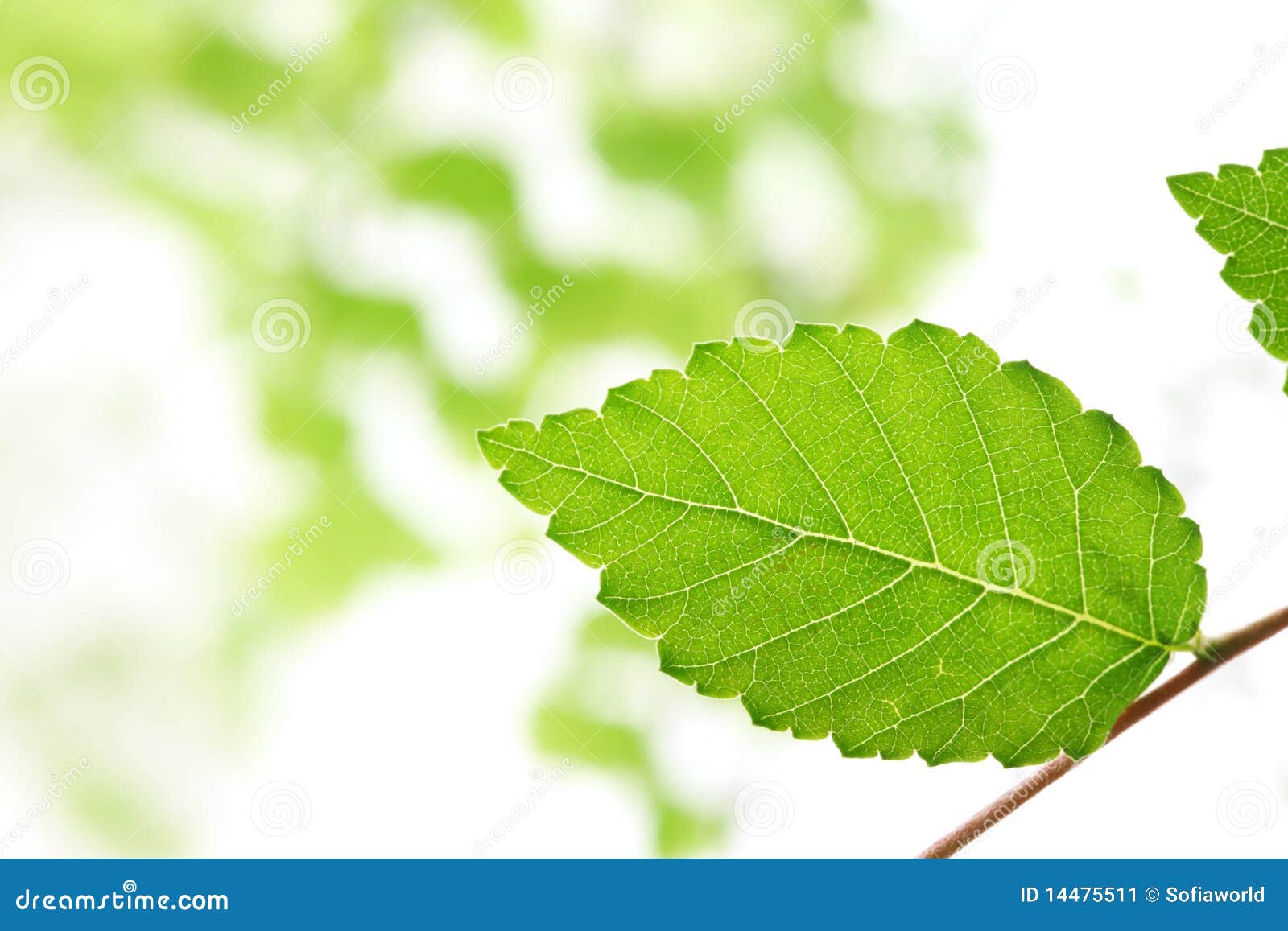 Green elm leaves stock image. Image of bright, background - 14475511