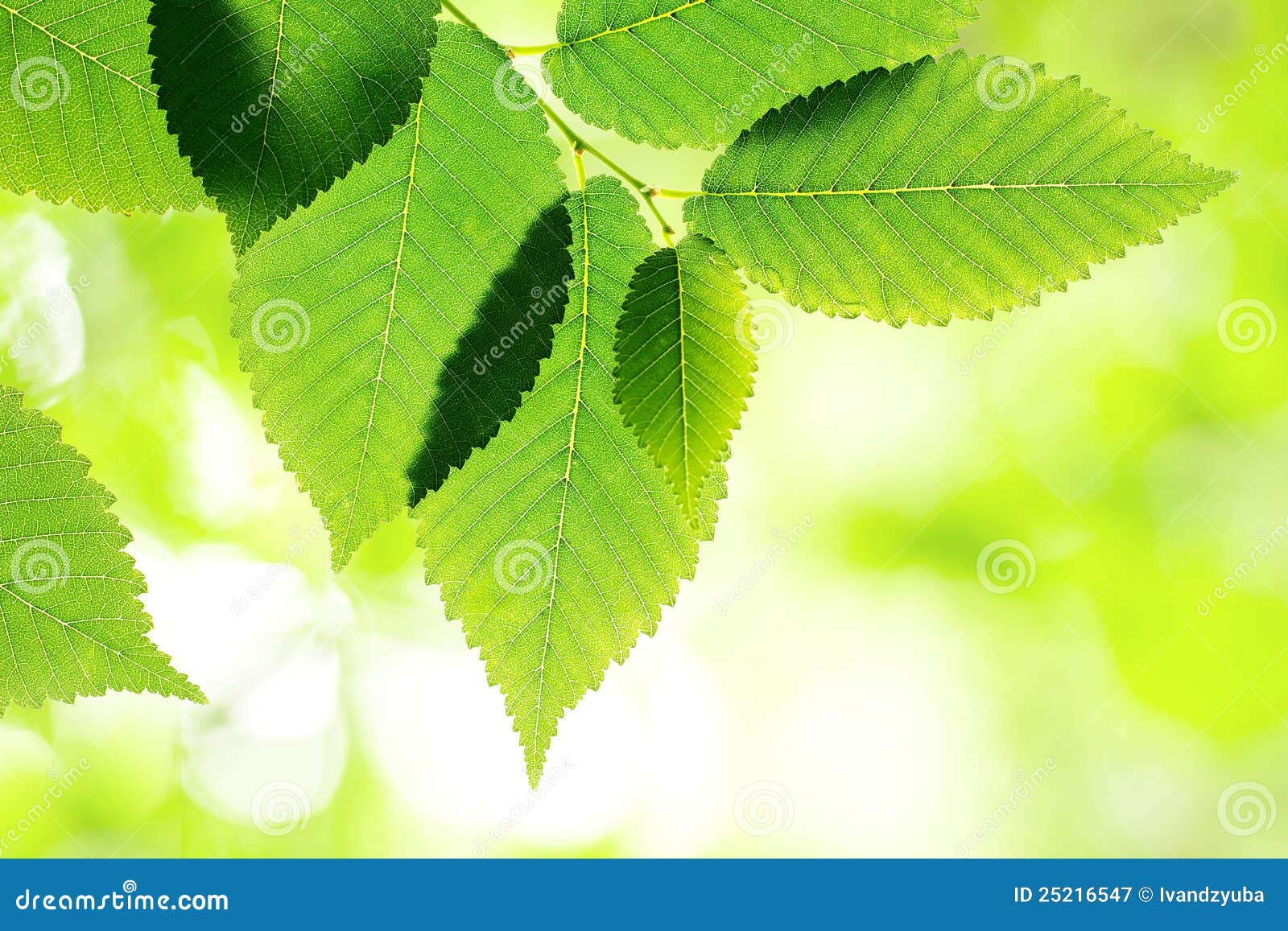 Green elm leaves stock image. Image of forest, branch - 25216547