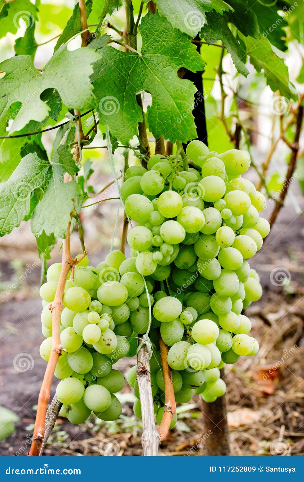 Green Emerald Grape Bunches Hanging on the Branches Stock Image - Image ...