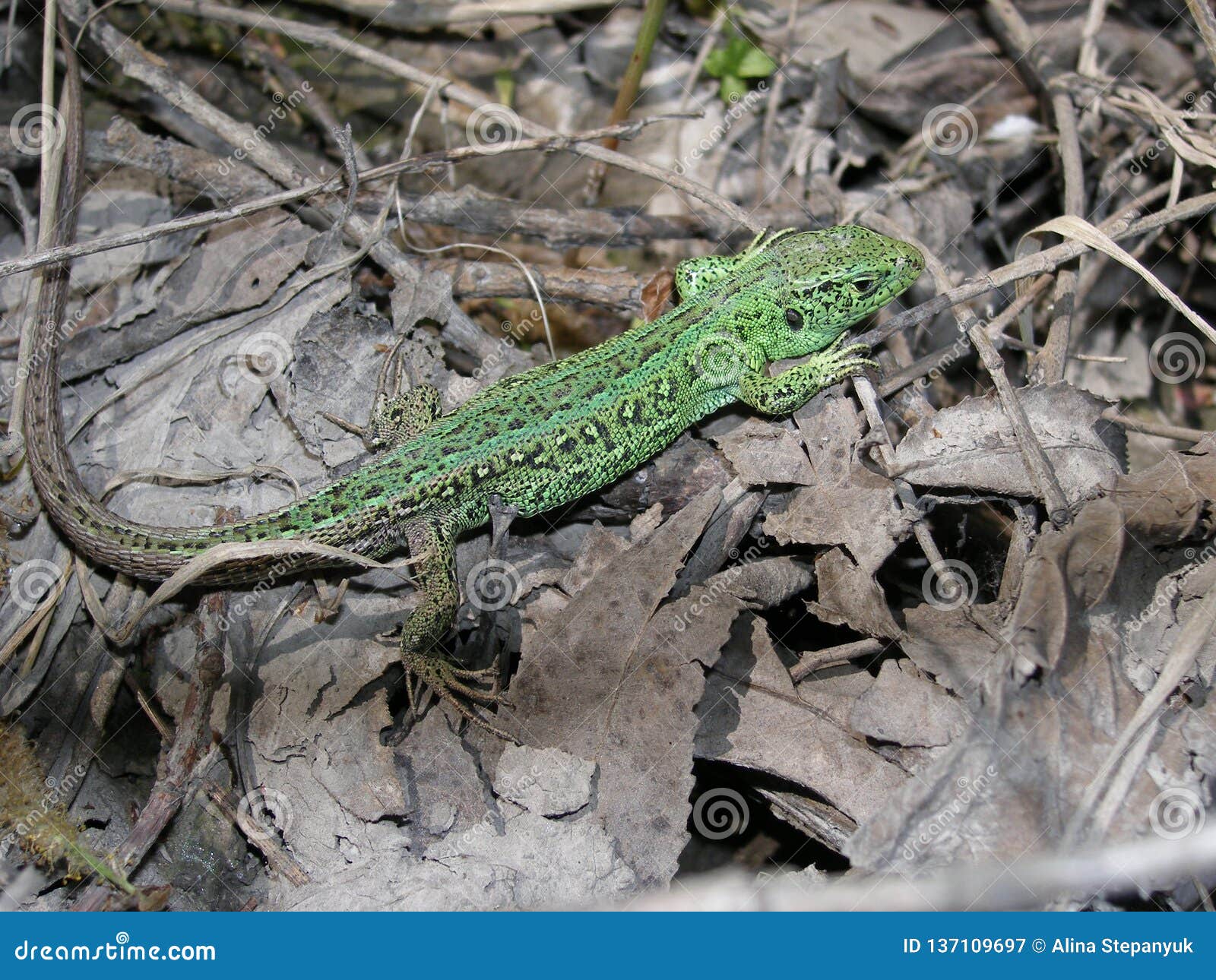 Green, Emerald Lizard on the Background of Dried Leaves. Springtime ...