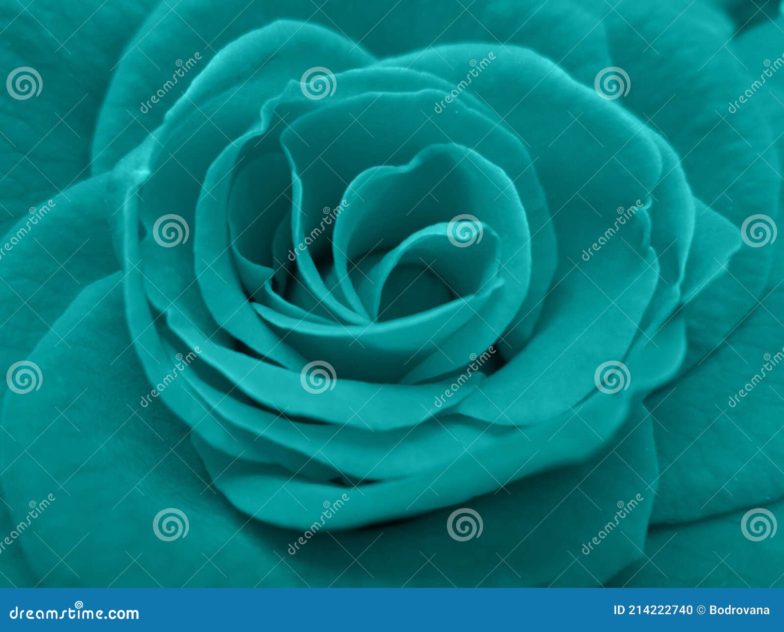 Green Emerald Rose for Backgrounds and Design. Stock Photo - Image of ...