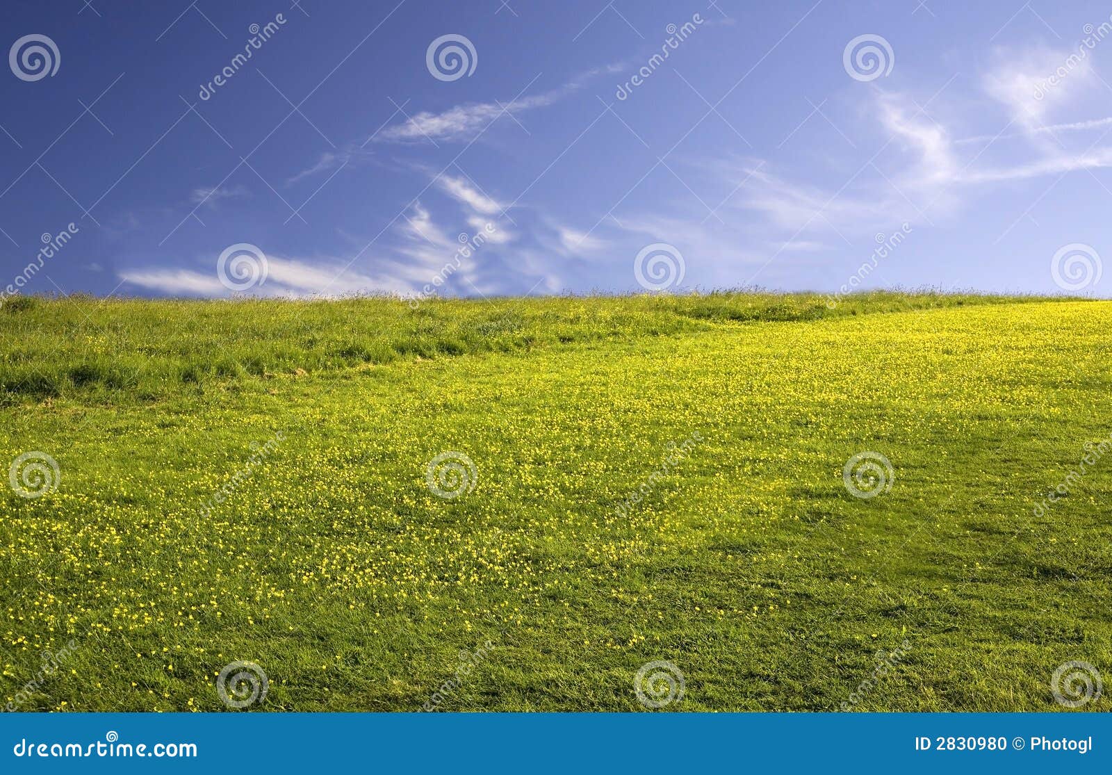 Green Empty Field with Yellow Stock Photo - Image of horizontal ...