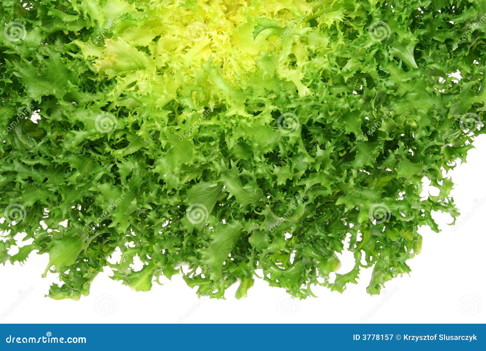 Green endive stock image. Image of nature, green, leaf - 3778157