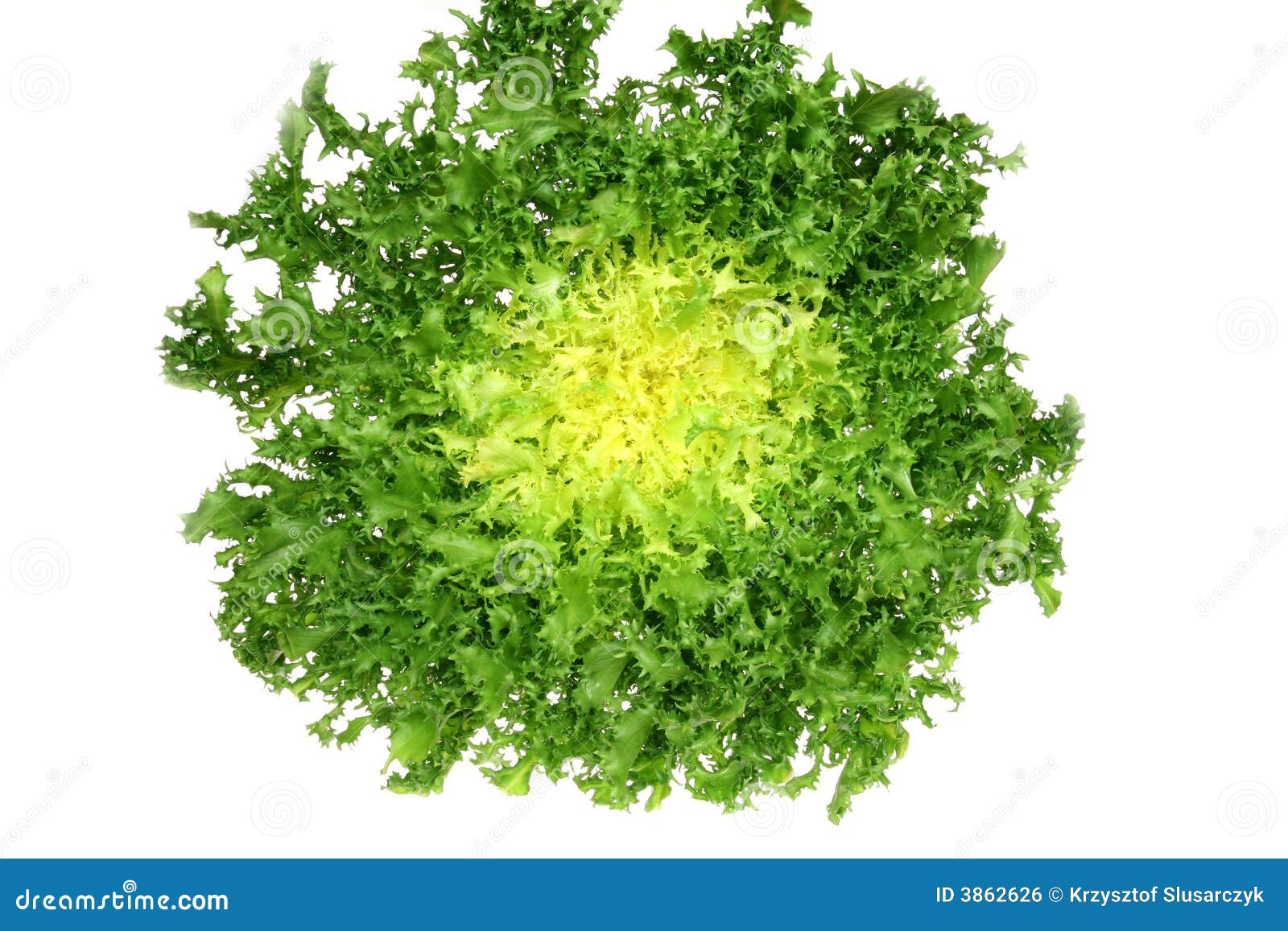 Green endive stock photo. Image of healthy, tasty, food - 3862626