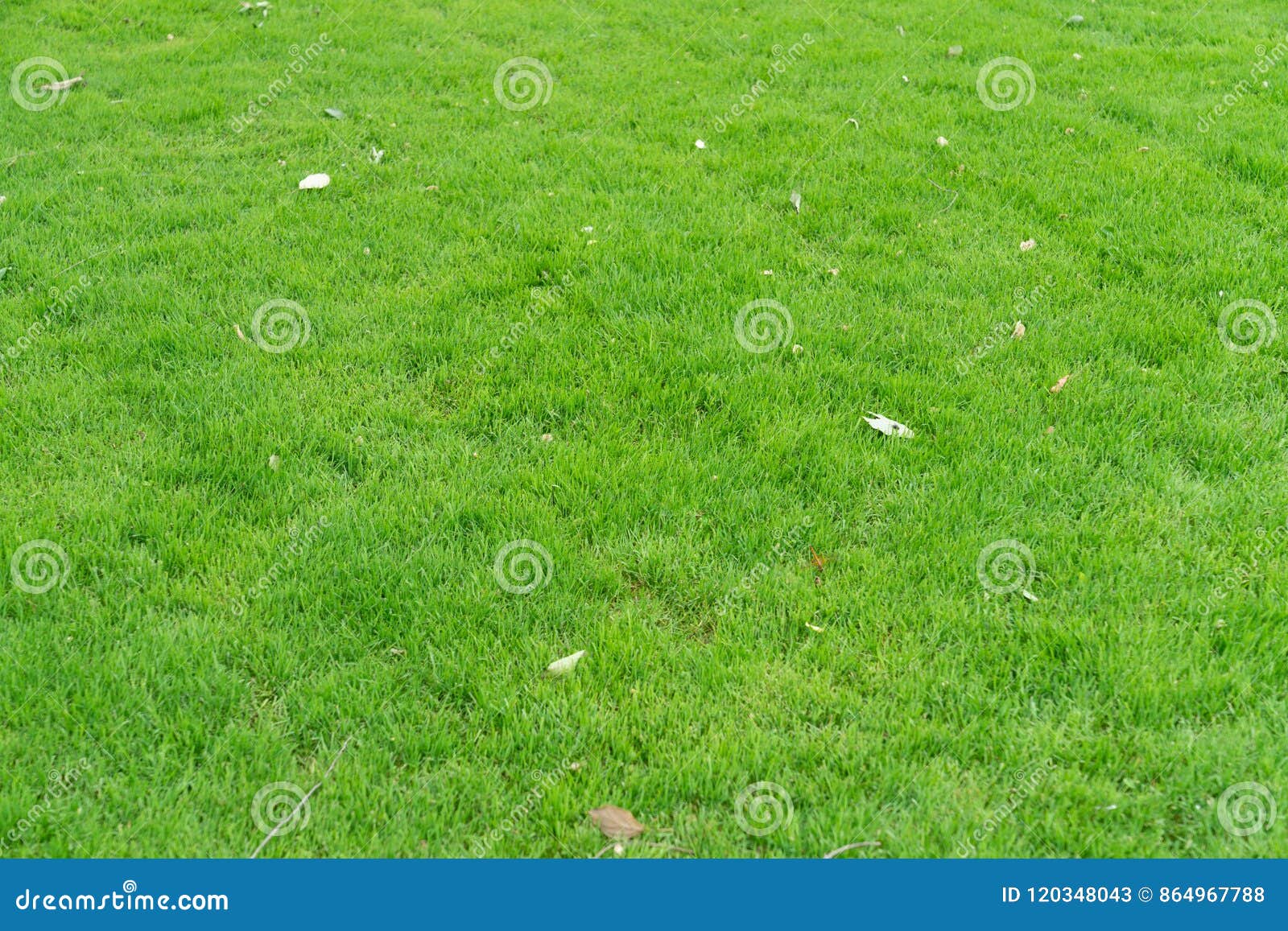 Endless Grass Royalty-Free Stock Photography | CartoonDealer.com #2293541