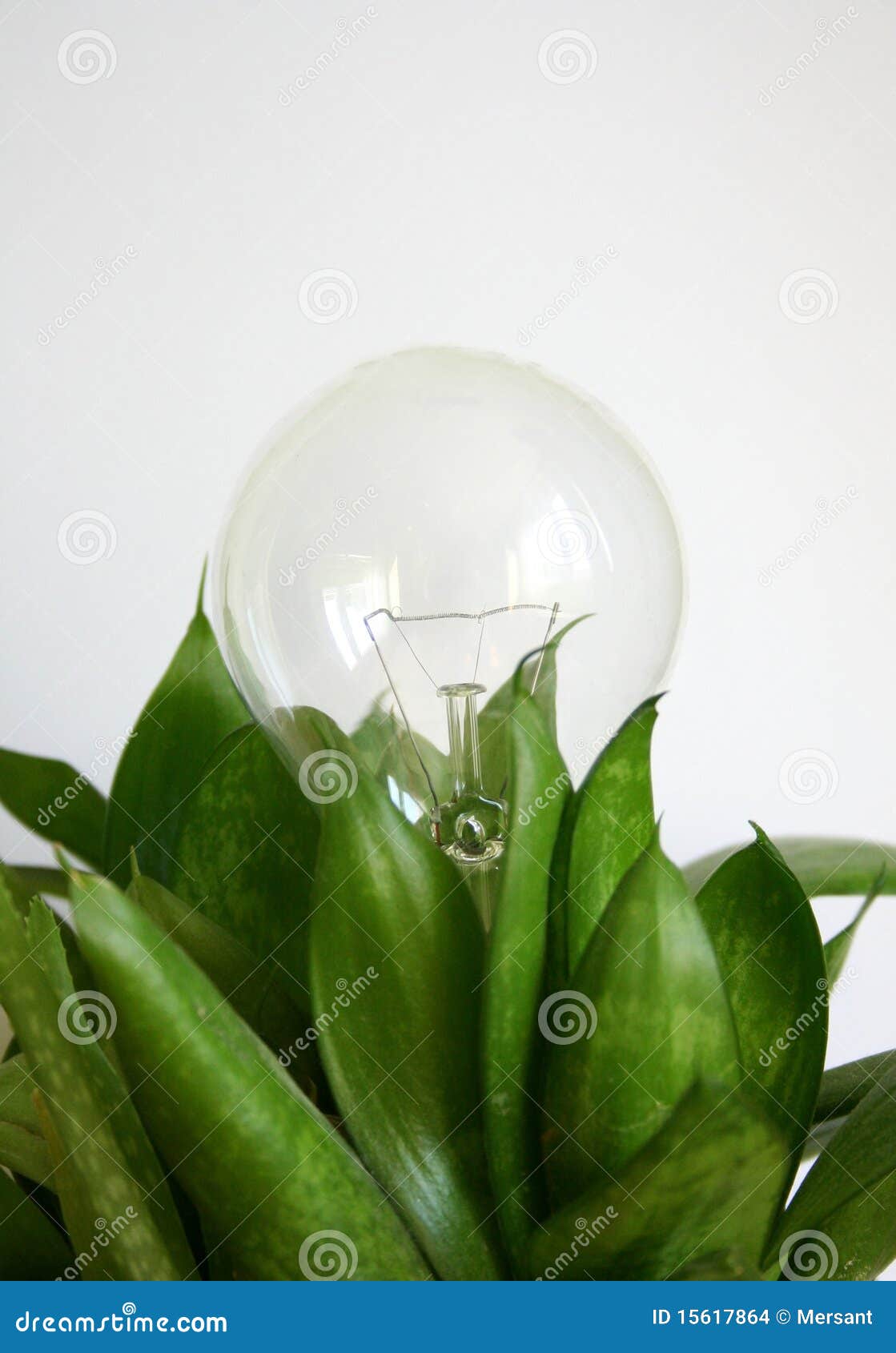 Green energy stock photo. Image of environment, growth - 15617864