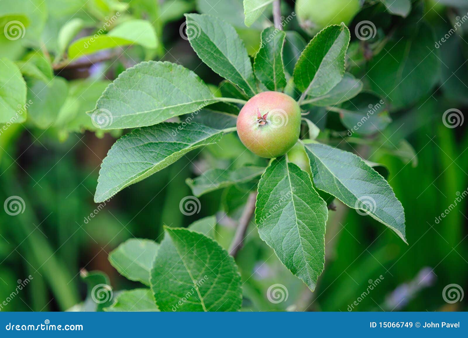 Green English Apple, with Red Blush, Ripening Stock Image - Image of ...